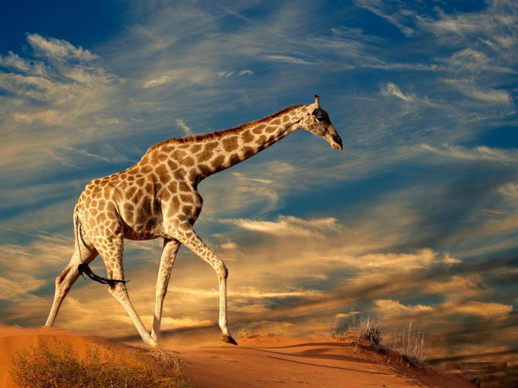Wild Animals Desktop Wallpapers - Top Free Wild Animals Desktop ...