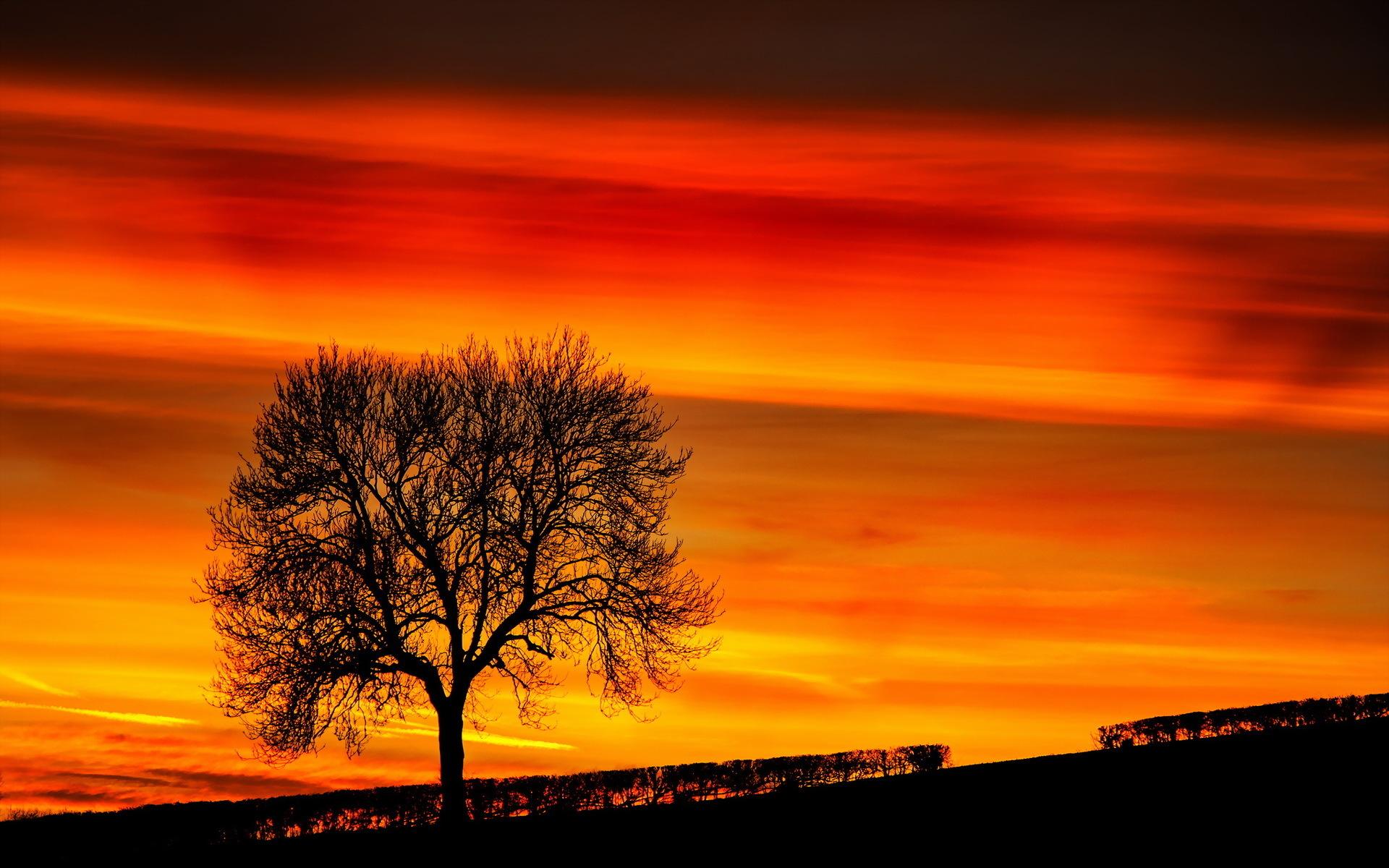 Sunset Trees Wallpapers - Top Free Sunset Trees Backgrounds ...