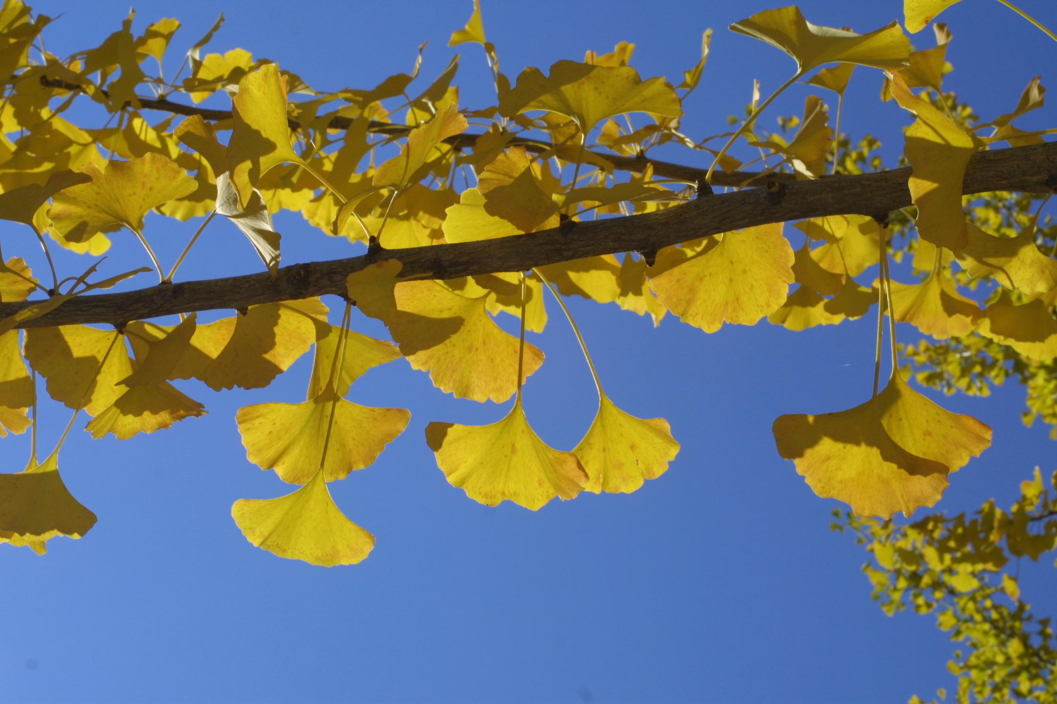 Ginkgo Tree Wallpapers - Top Free Ginkgo Tree Backgrounds - WallpaperAccess