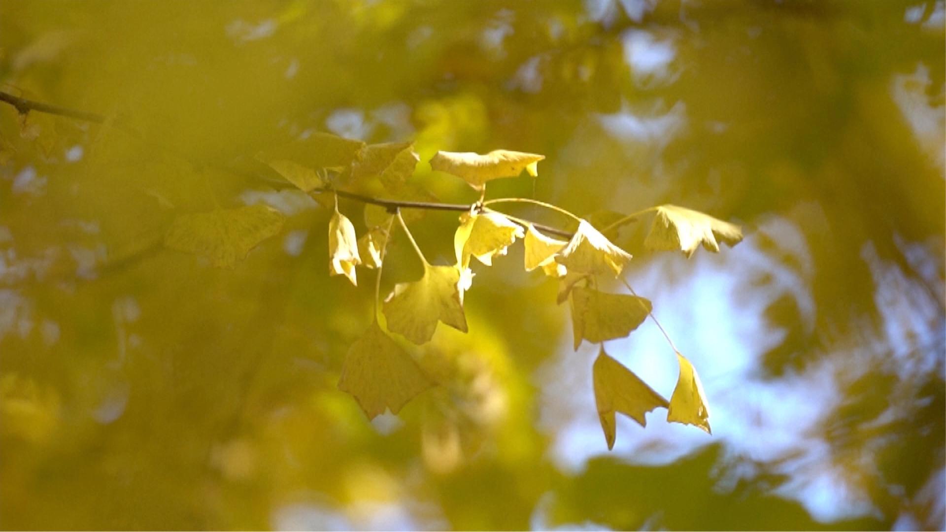 Ginkgo Tree Wallpapers - Top Free Ginkgo Tree Backgrounds - WallpaperAccess