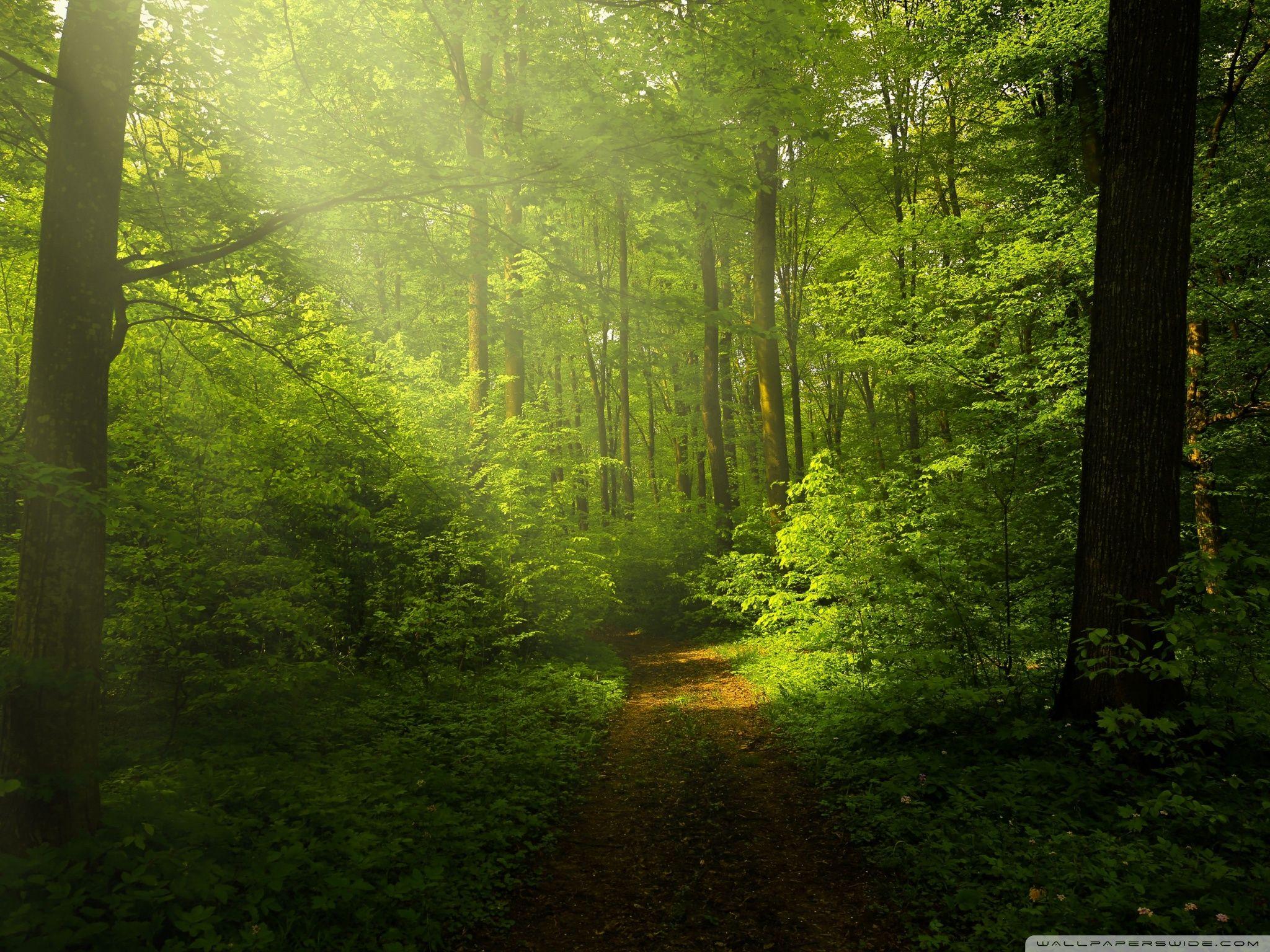 Beautiful Green Forest Wallpapers - Top Free Beautiful Green Forest ...
