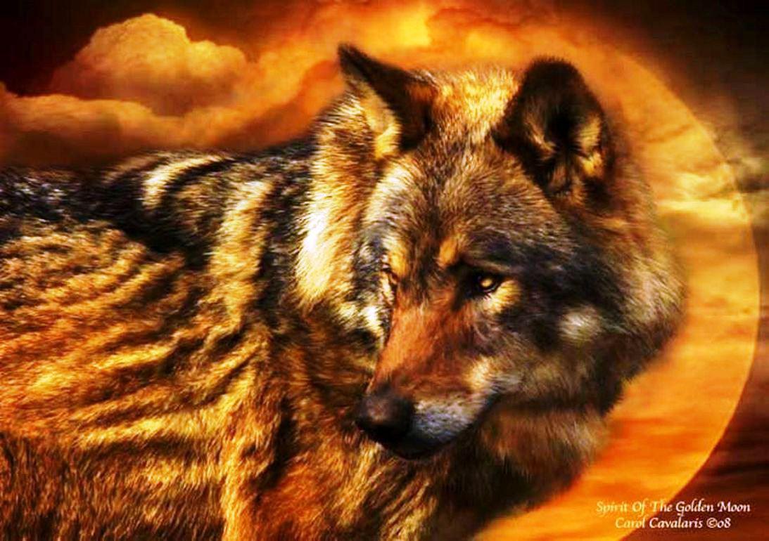Twilight Wolf Wallpapers - Top Free Twilight Wolf Backgrounds ...