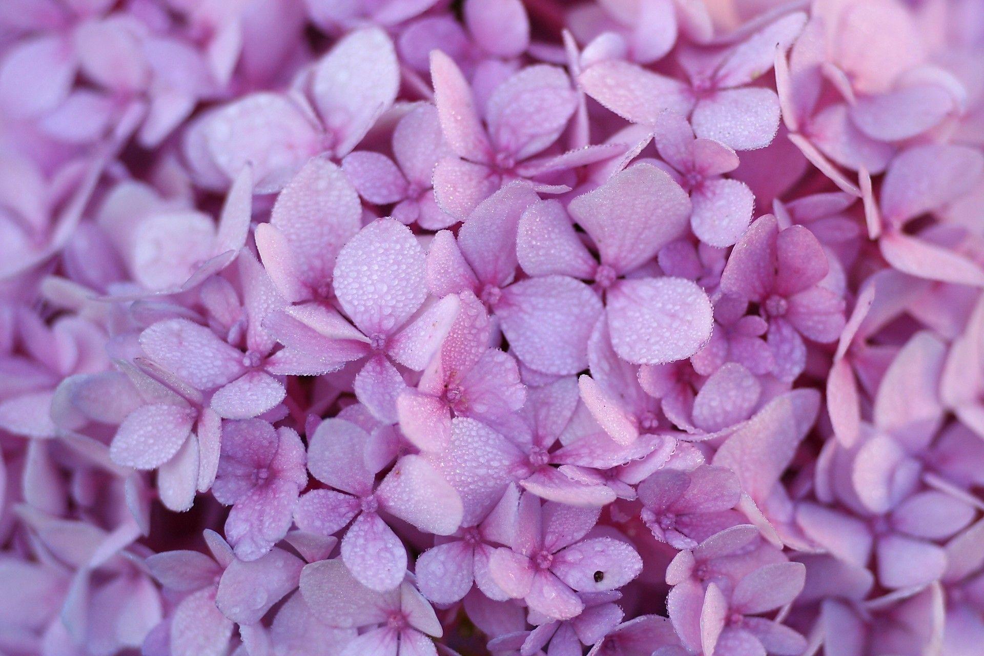 Pink Hydrangea Wallpapers - Top Free Pink Hydrangea Backgrounds ...