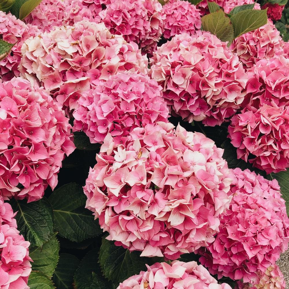 Pink Hydrangea Wallpapers - Top Free Pink Hydrangea Backgrounds ...