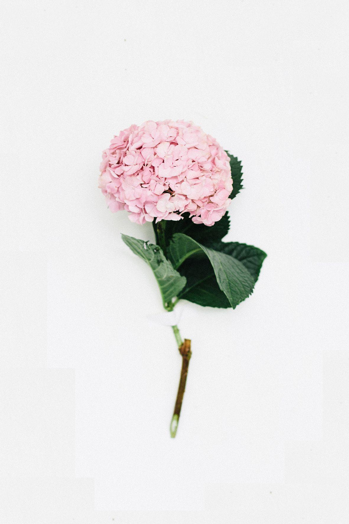 Pink Hydrangea Wallpapers - Top Free Pink Hydrangea Backgrounds ...