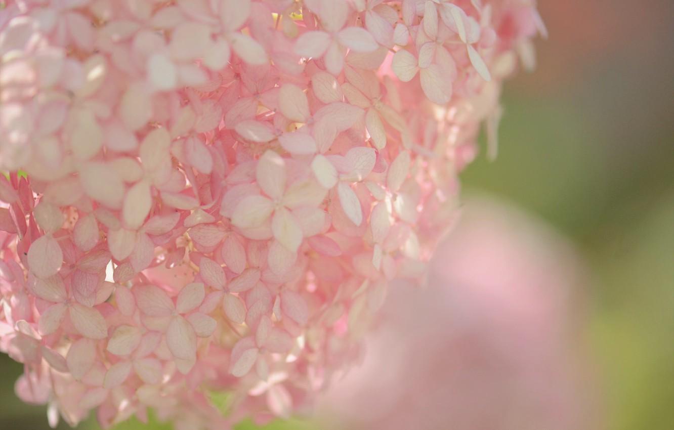 Pink Hydrangea Wallpapers - Top Free Pink Hydrangea Backgrounds ...