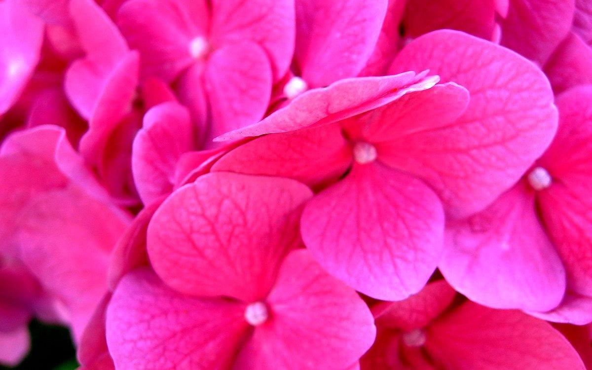 Pink Hydrangea Wallpapers - Top Free Pink Hydrangea Backgrounds ...