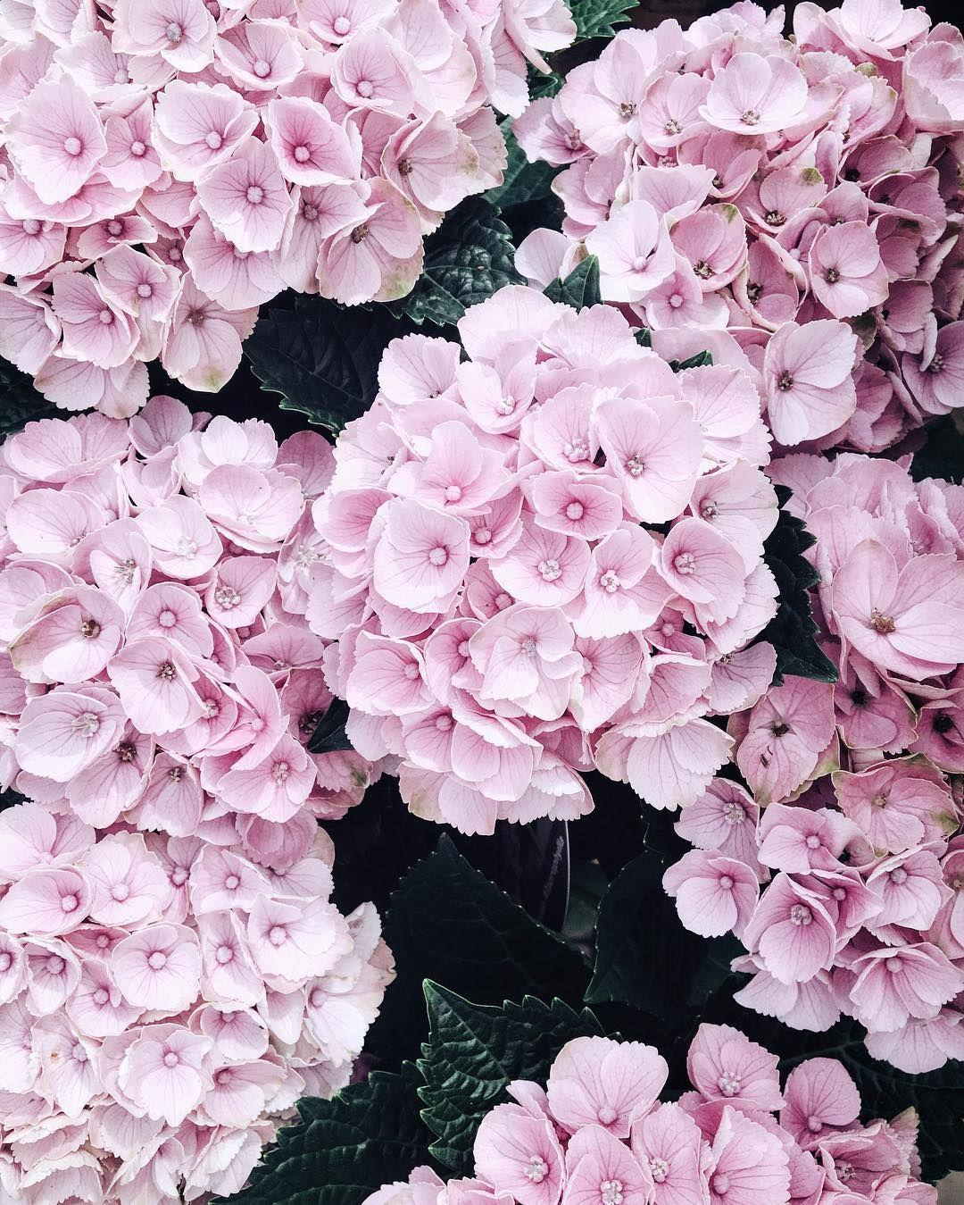 Pink Hydrangea Wallpapers - Top Free Pink Hydrangea Backgrounds ...