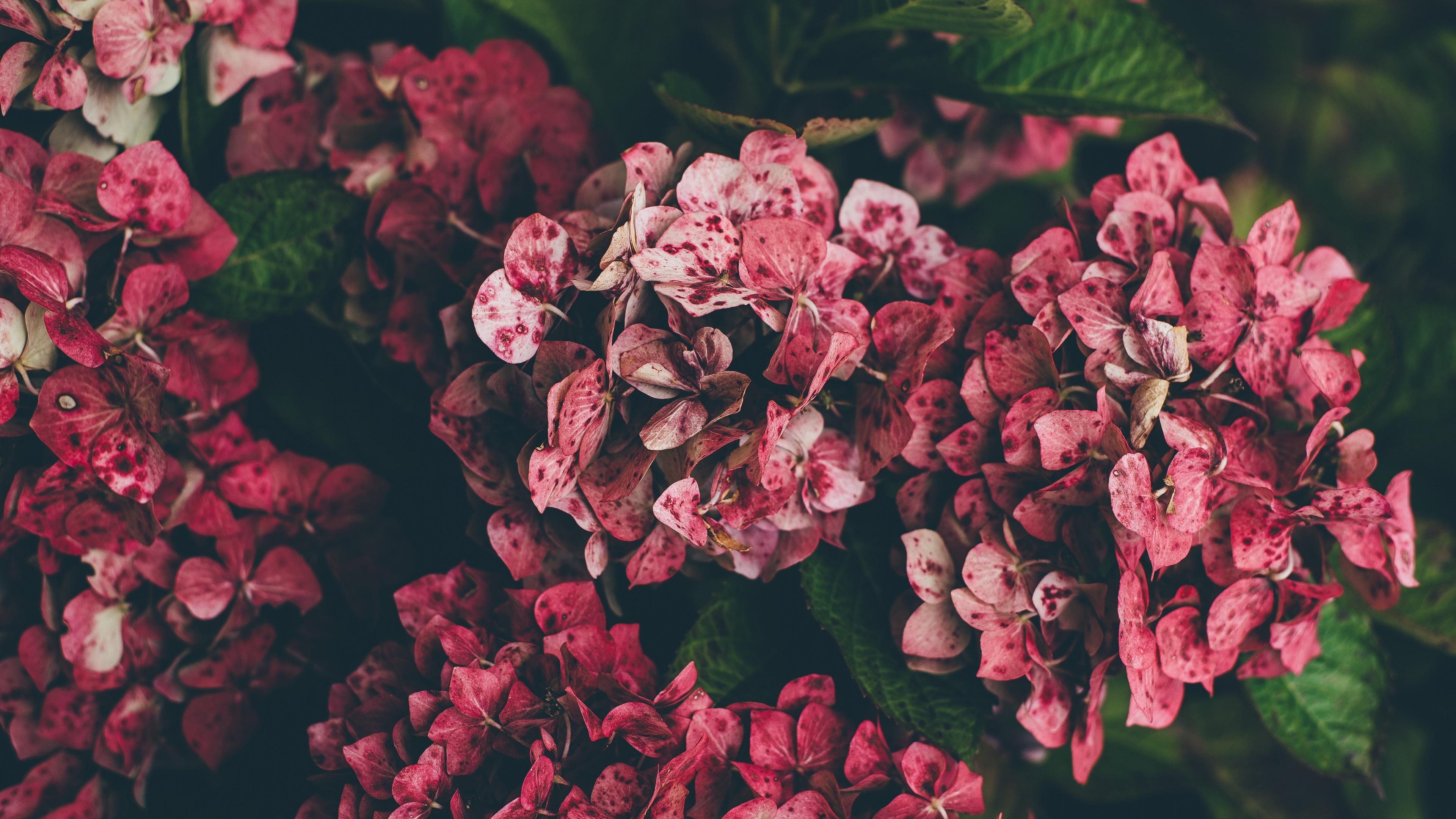 Pink Hydrangea Wallpapers - Top Free Pink Hydrangea Backgrounds ...
