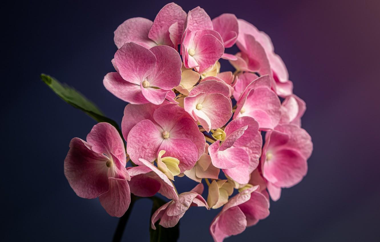 Pink Hydrangea Wallpapers - Top Free Pink Hydrangea Backgrounds ...