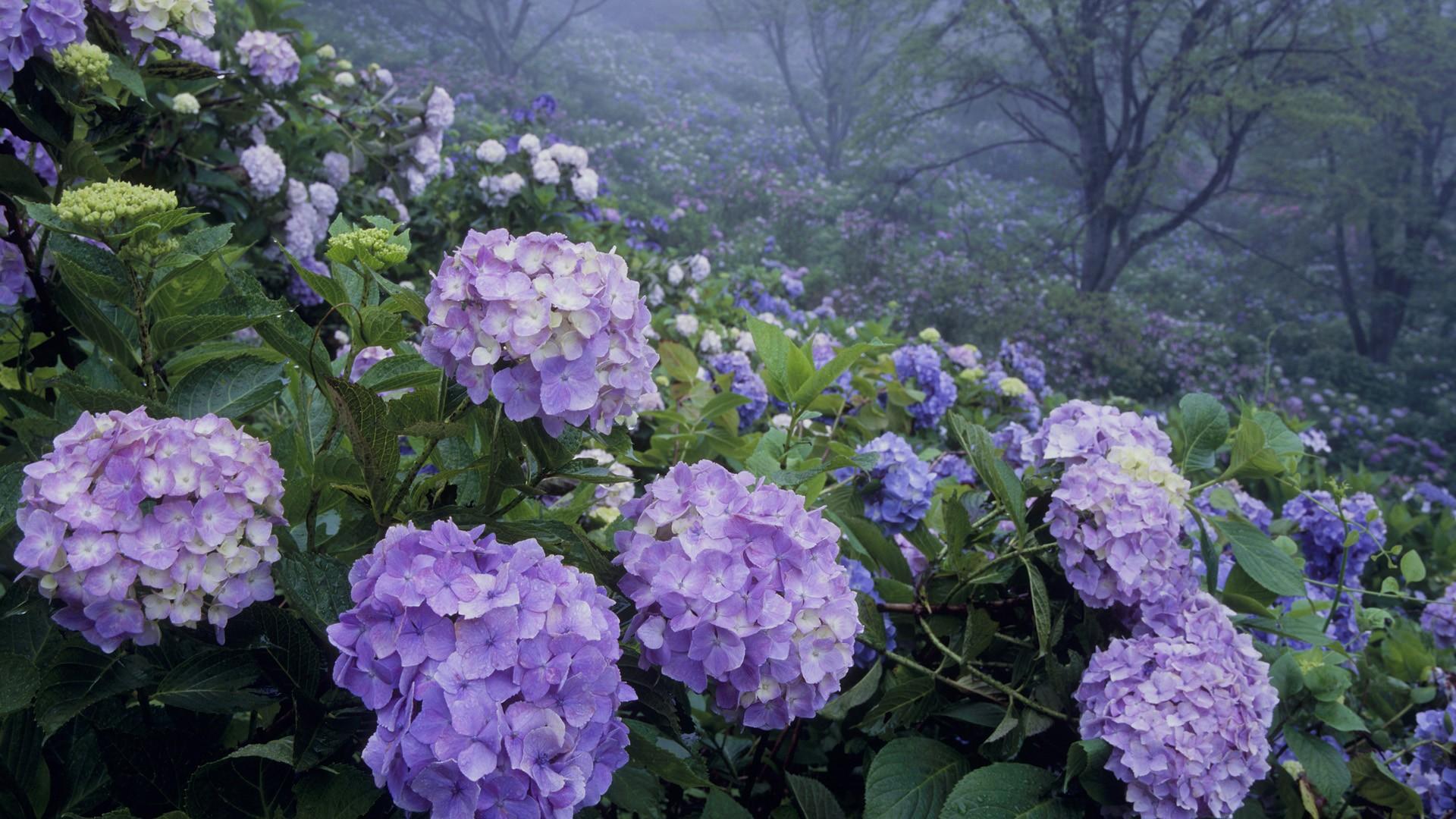 Hydrangea Flower Wallpapers - Top Free Hydrangea Flower Backgrounds ...
