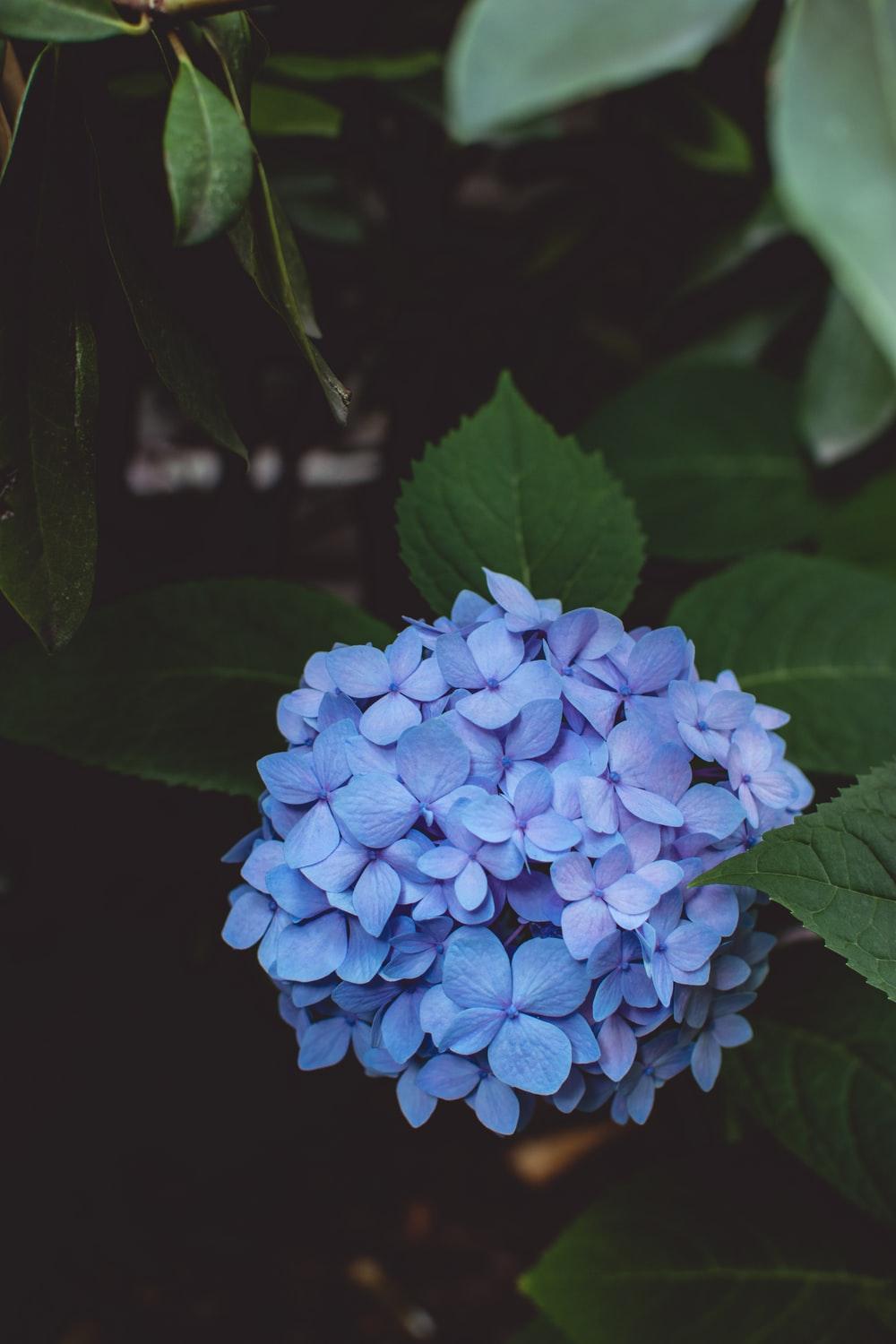Hydrangea Flower Wallpapers - Top Free Hydrangea Flower Backgrounds ...