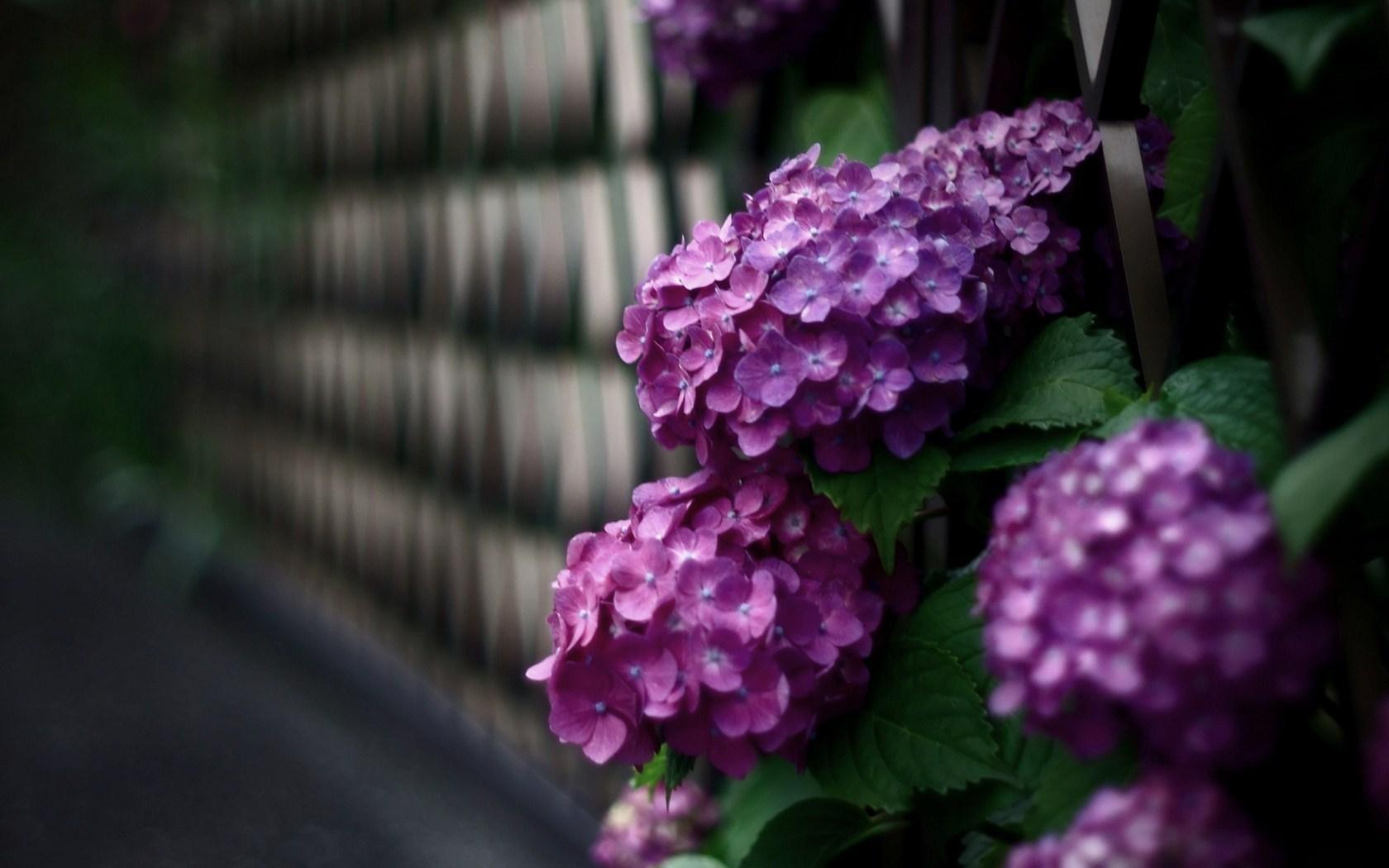 Hydrangea Flower Wallpapers - Top Free Hydrangea Flower Backgrounds ...