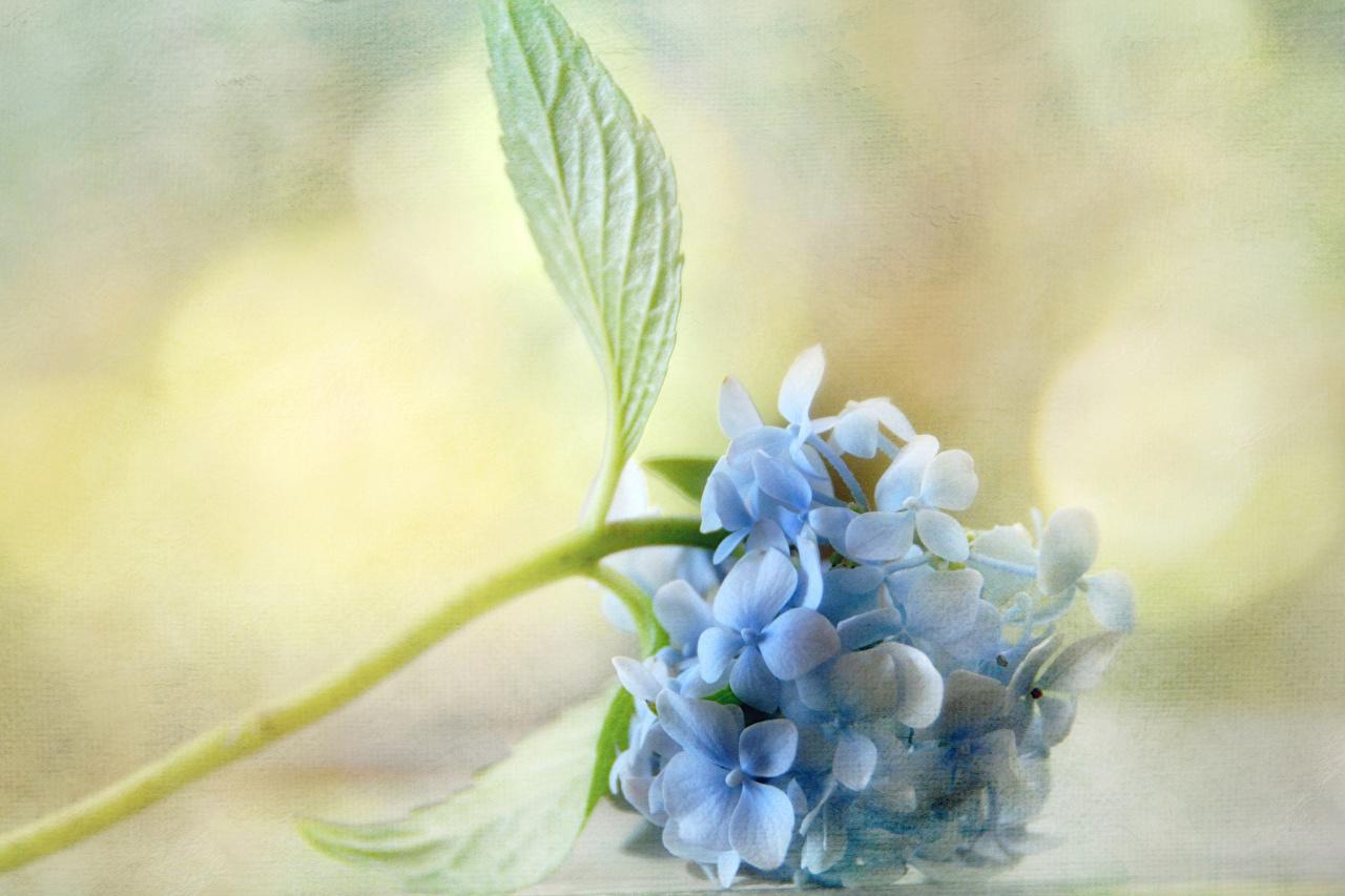Hydrangea Flower Wallpapers - Top Free Hydrangea Flower Backgrounds ...