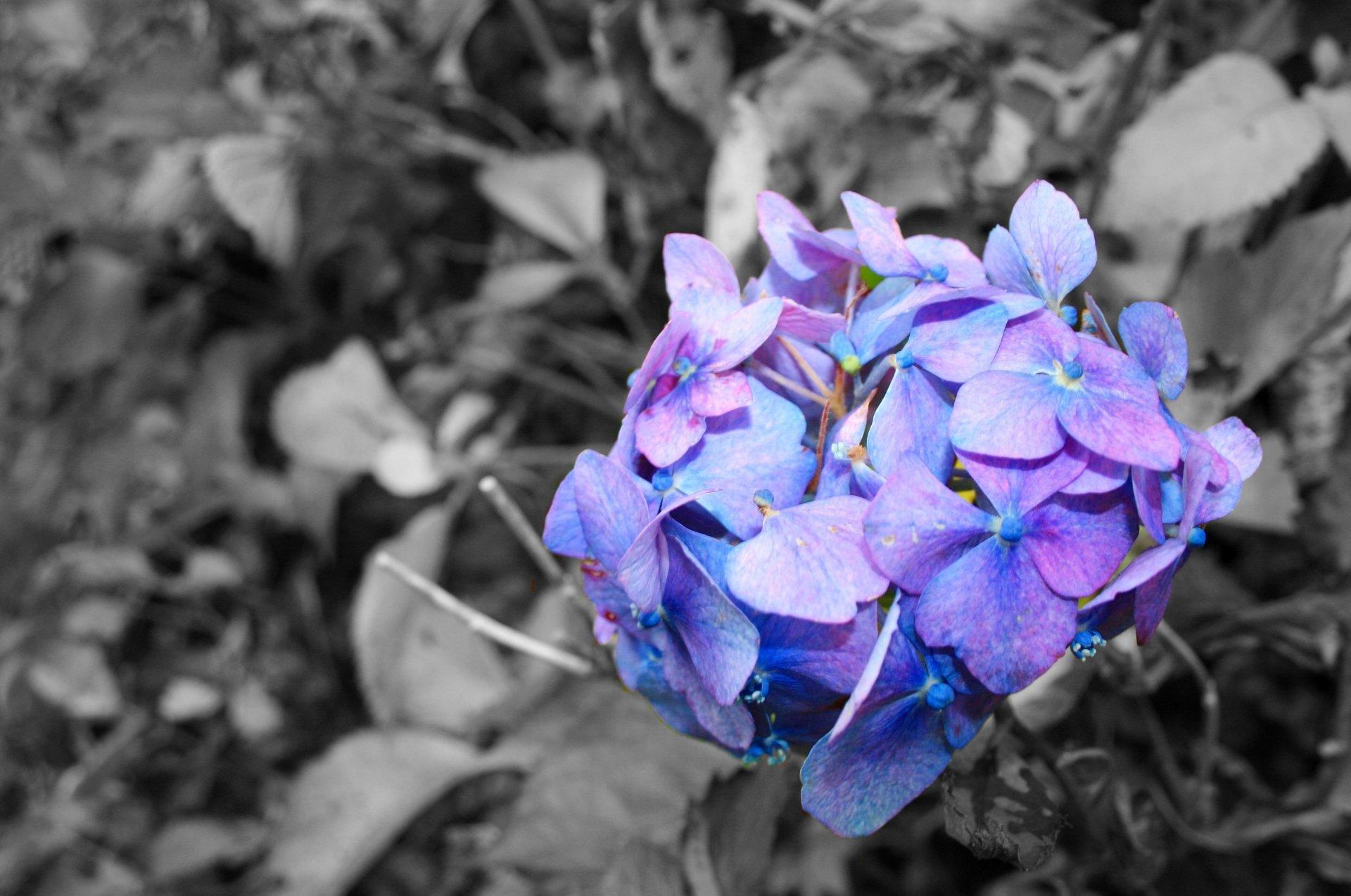 Hydrangea Flower Wallpapers - Top Free Hydrangea Flower Backgrounds ...