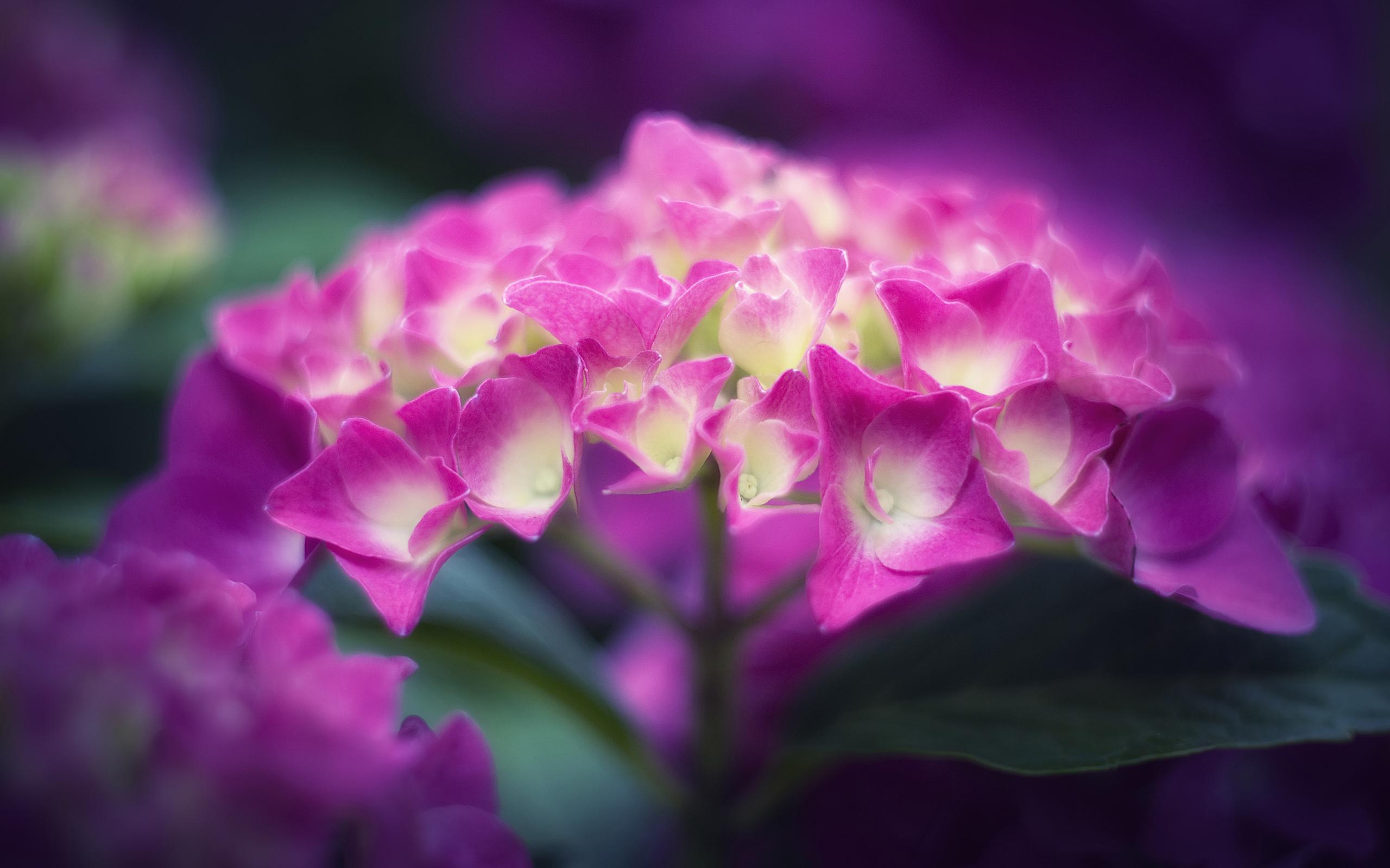 Hydrangea Flower Wallpapers - Top Free Hydrangea Flower Backgrounds ...