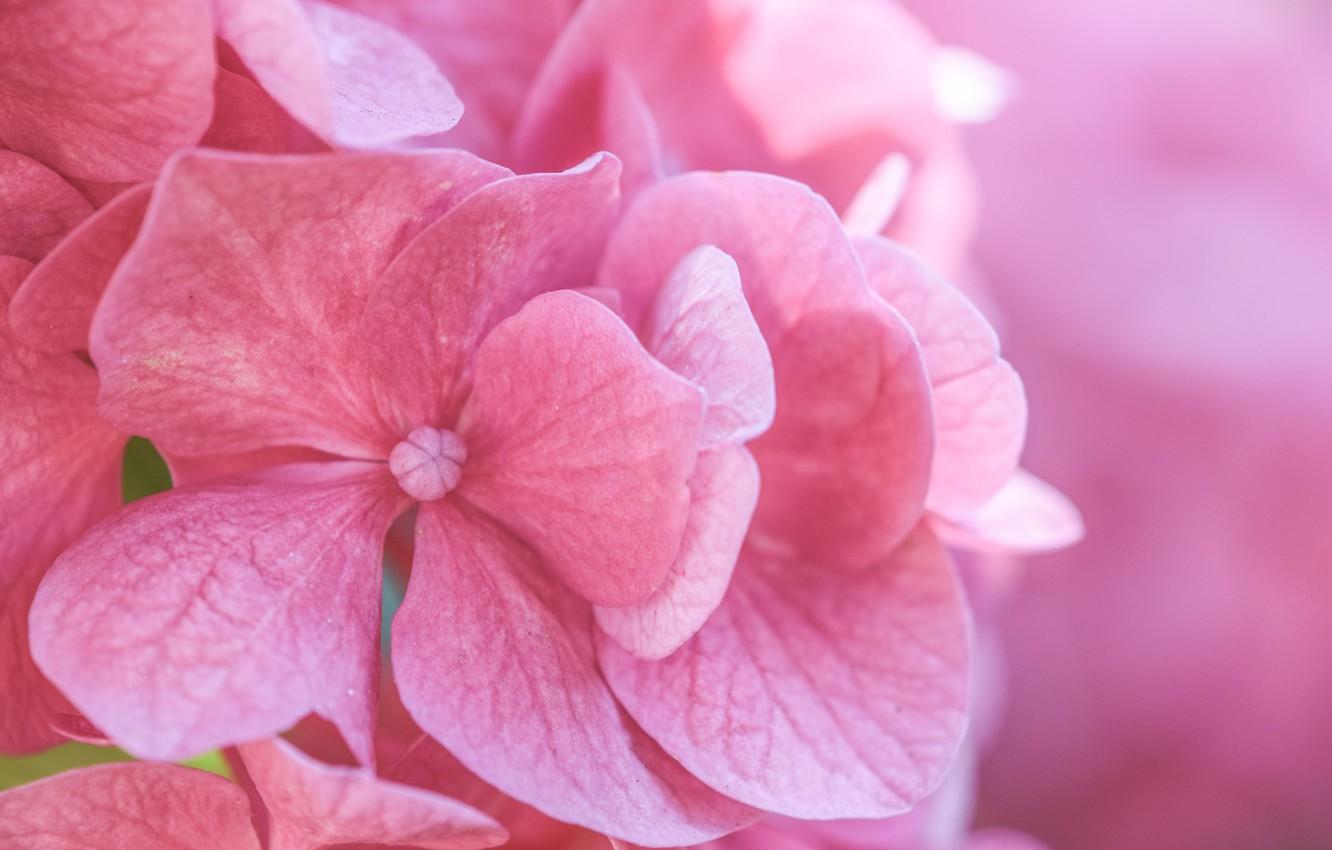 Pink Hydrangea Wallpapers - Top Free Pink Hydrangea Backgrounds ...