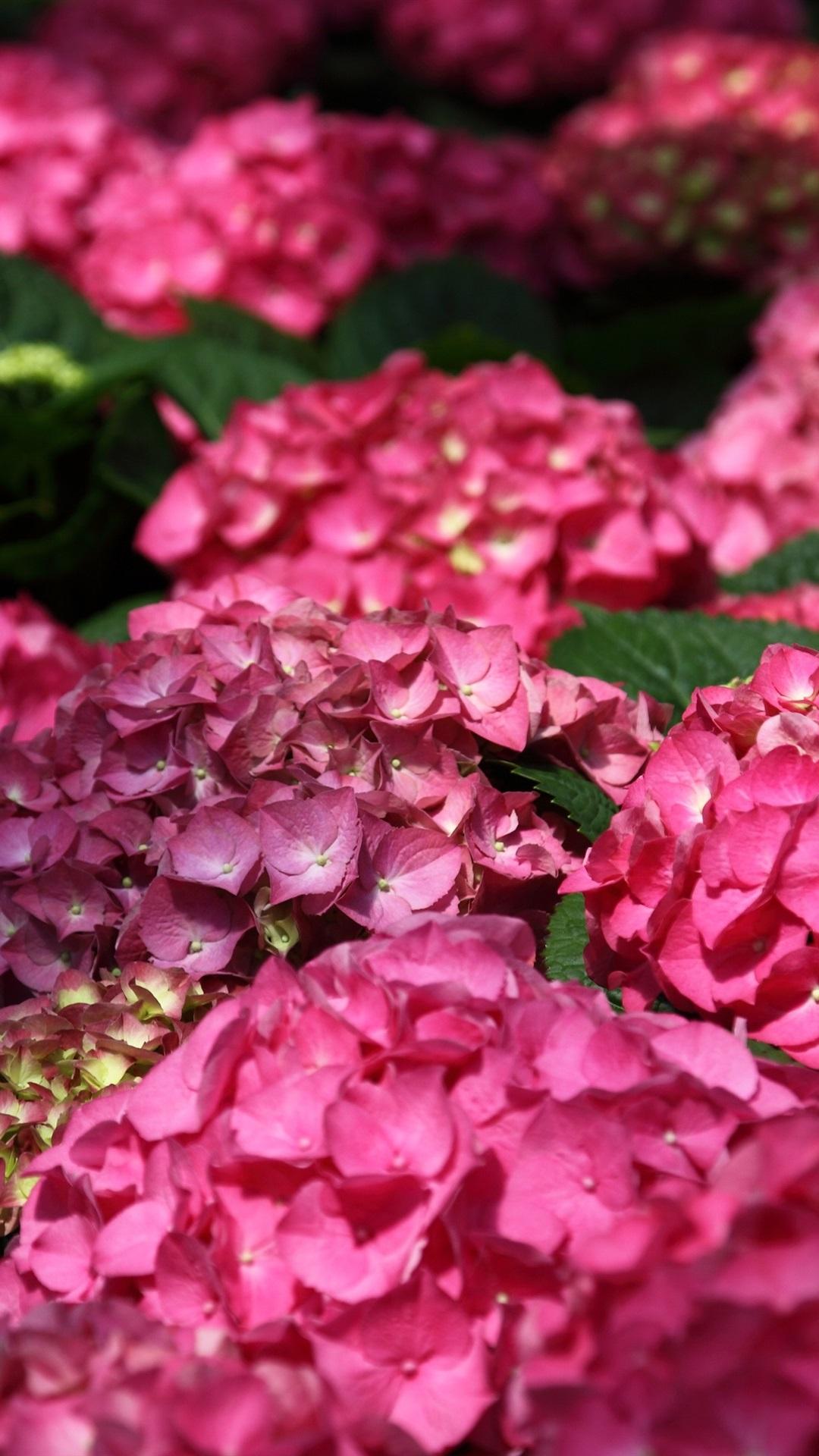 Pink Hydrangea Wallpapers - Top Free Pink Hydrangea Backgrounds ...
