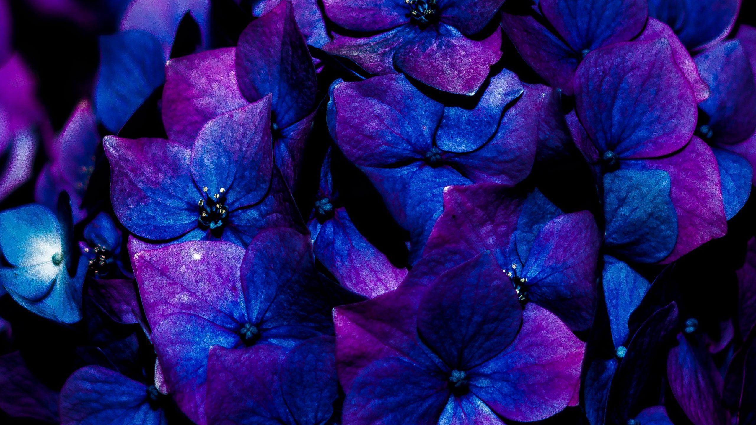 Hydrangea Flower Wallpapers - Top Free Hydrangea Flower Backgrounds ...