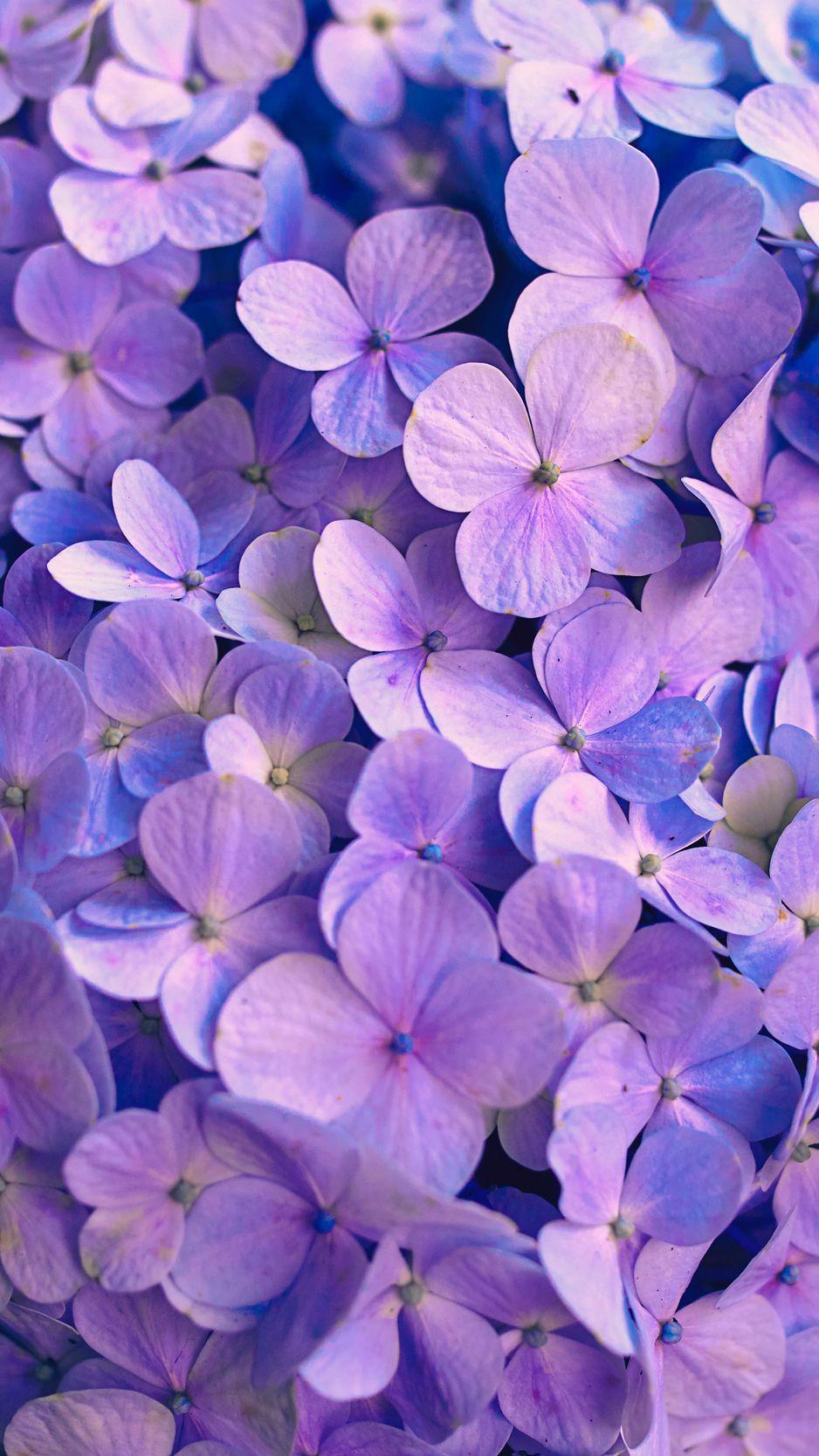 Hydrangea Flower Wallpapers - Top Free Hydrangea Flower Backgrounds ...