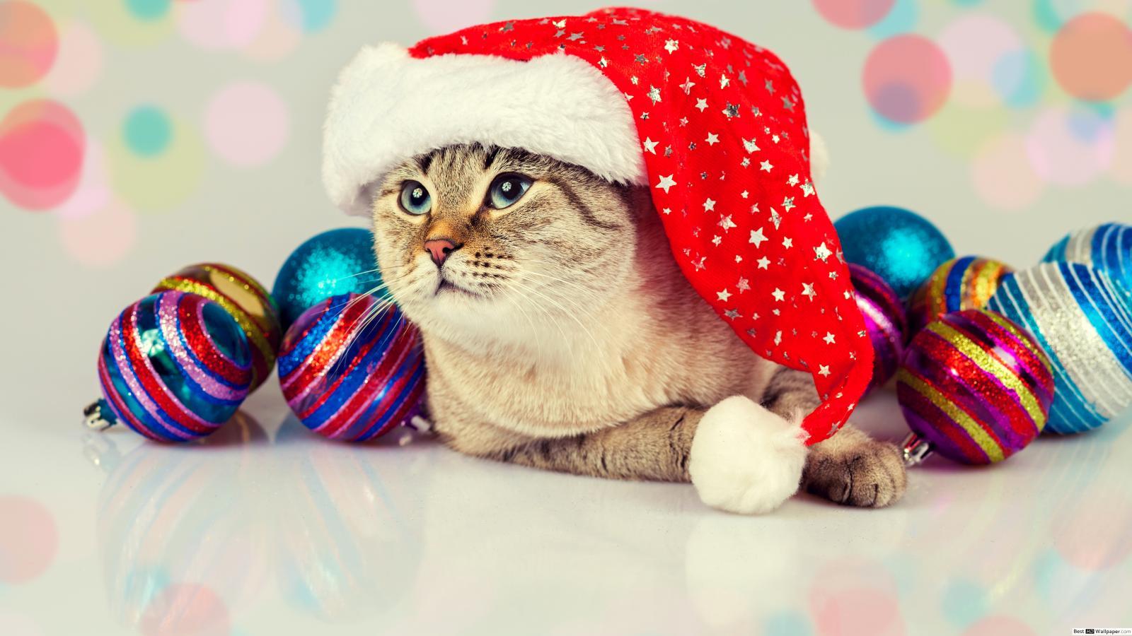 Meowy Christmas Wallpapers - Top Free Meowy Christmas Backgrounds ...