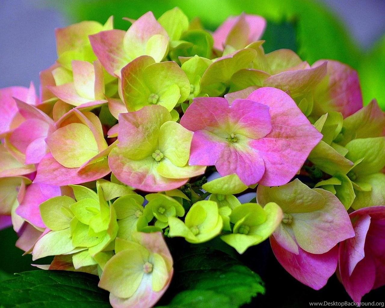 Hydrangea Flower Wallpapers - Top Free Hydrangea Flower Backgrounds ...