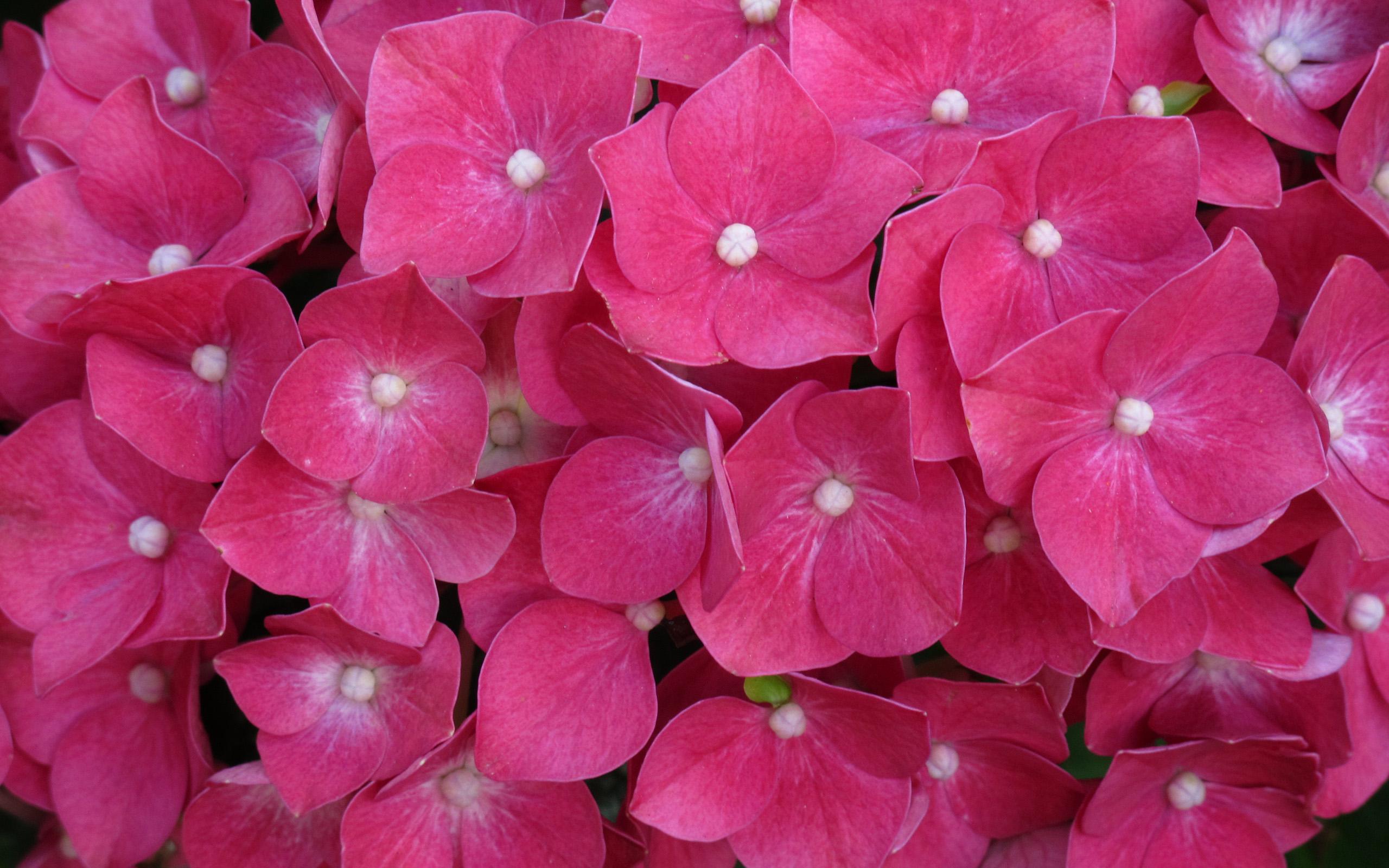 Pink Hydrangea Wallpapers - Top Free Pink Hydrangea Backgrounds ...