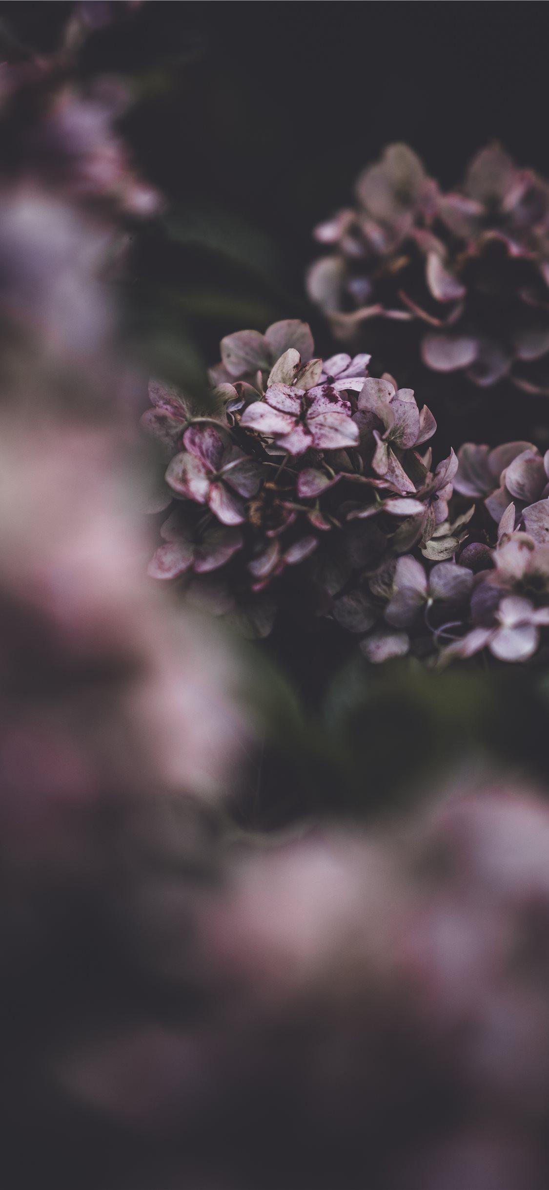 Hydrangea Flower Wallpapers - Top Free Hydrangea Flower Backgrounds ...