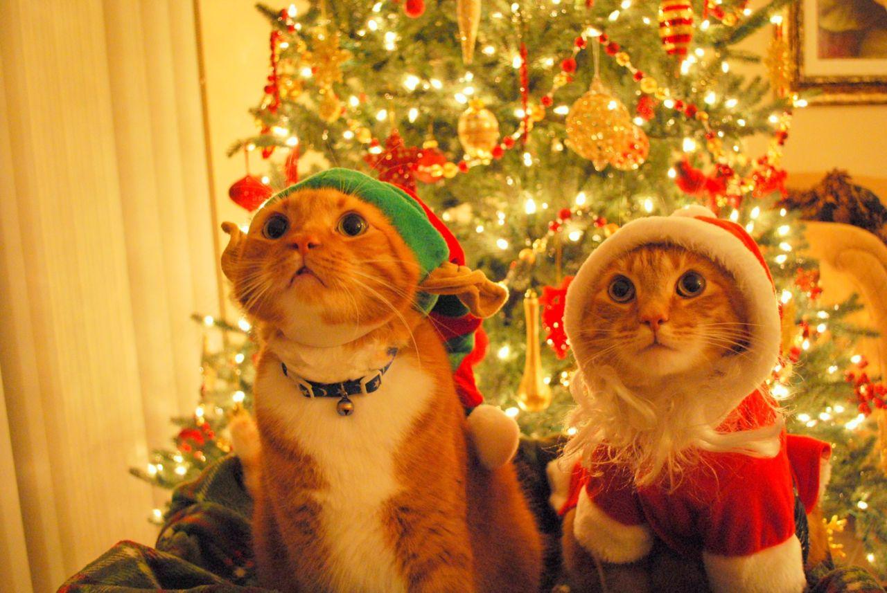 Meowy Christmas Wallpapers - Top Free Meowy Christmas Backgrounds ...