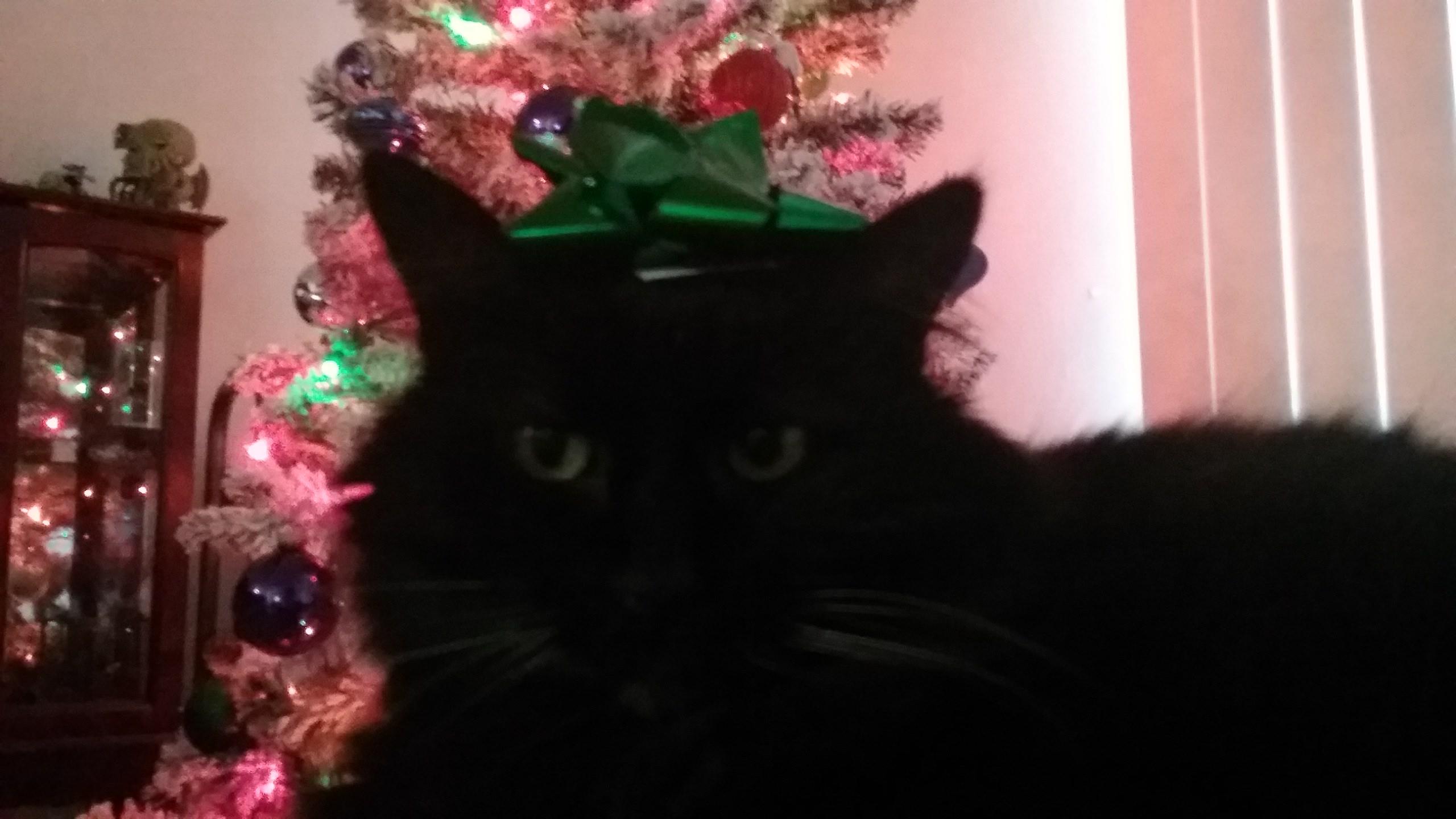 Meowy Christmas Wallpapers - Top Free Meowy Christmas Backgrounds ...