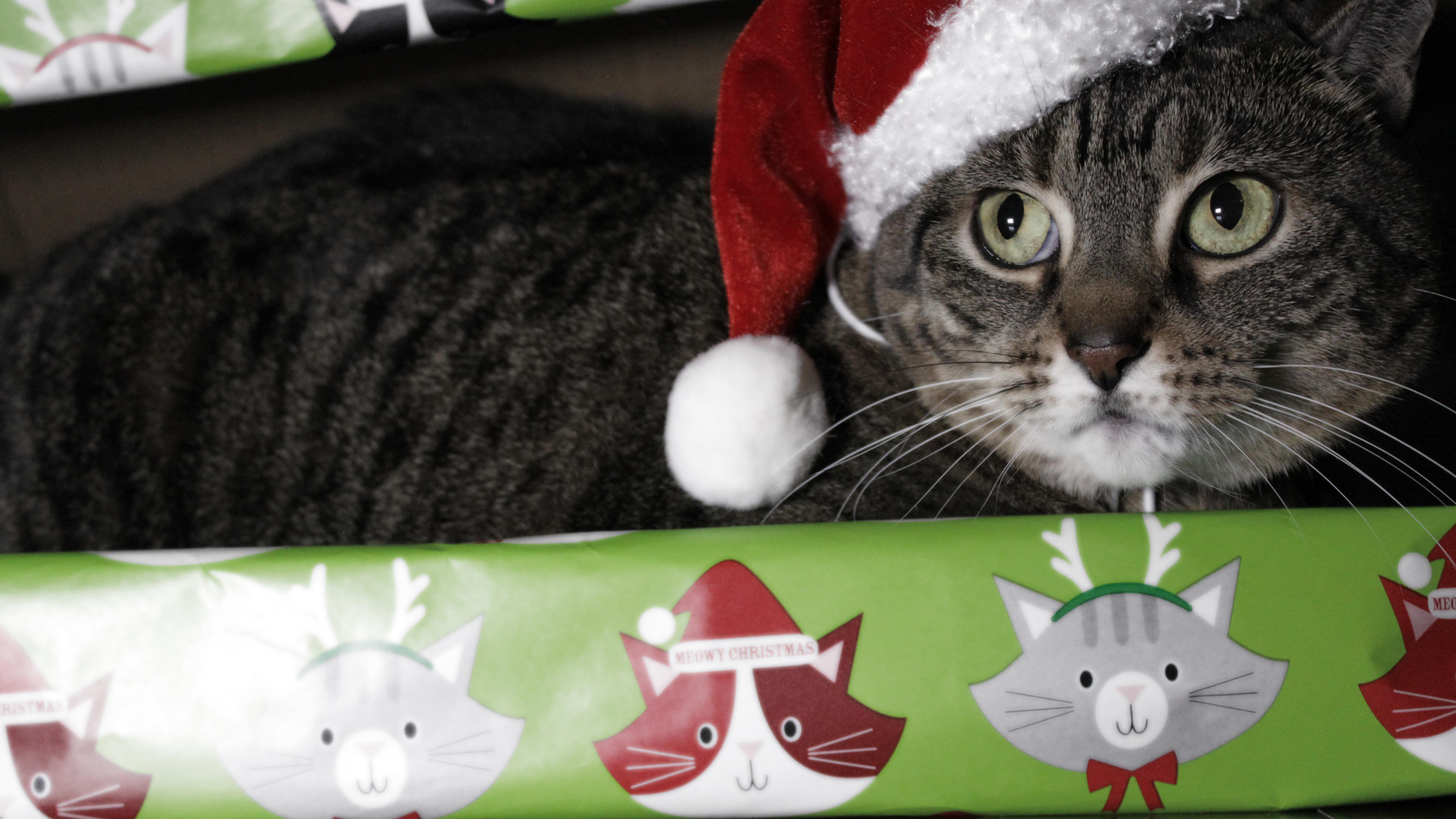 Meowy Christmas Wallpapers - Top Free Meowy Christmas Backgrounds ...