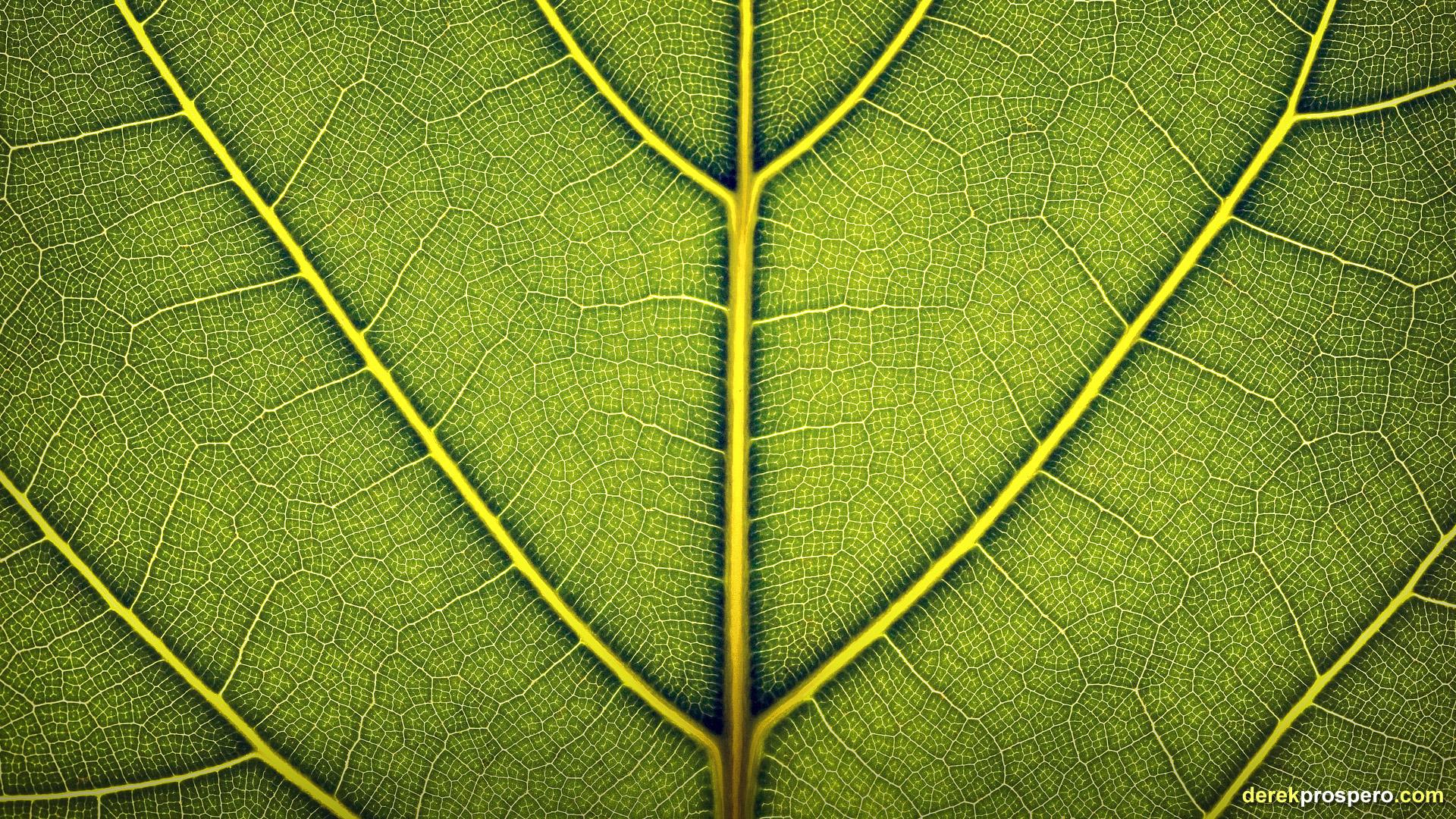 Nature Close Up Wallpapers - Top Free Nature Close Up Backgrounds ...