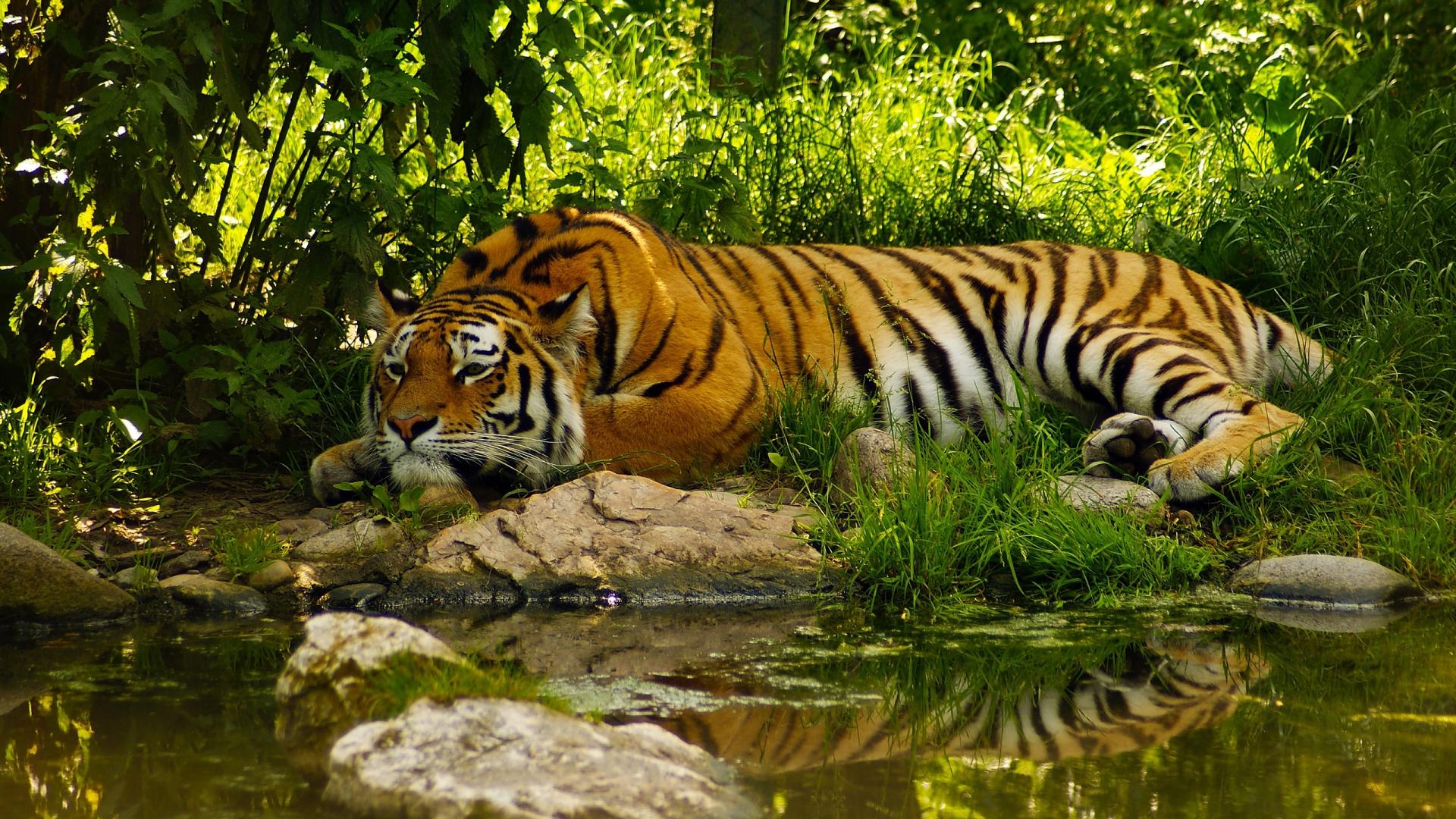 1920X1080 HD Extraordinary Wallpapers - Top Free 1920X1080 HD ...
