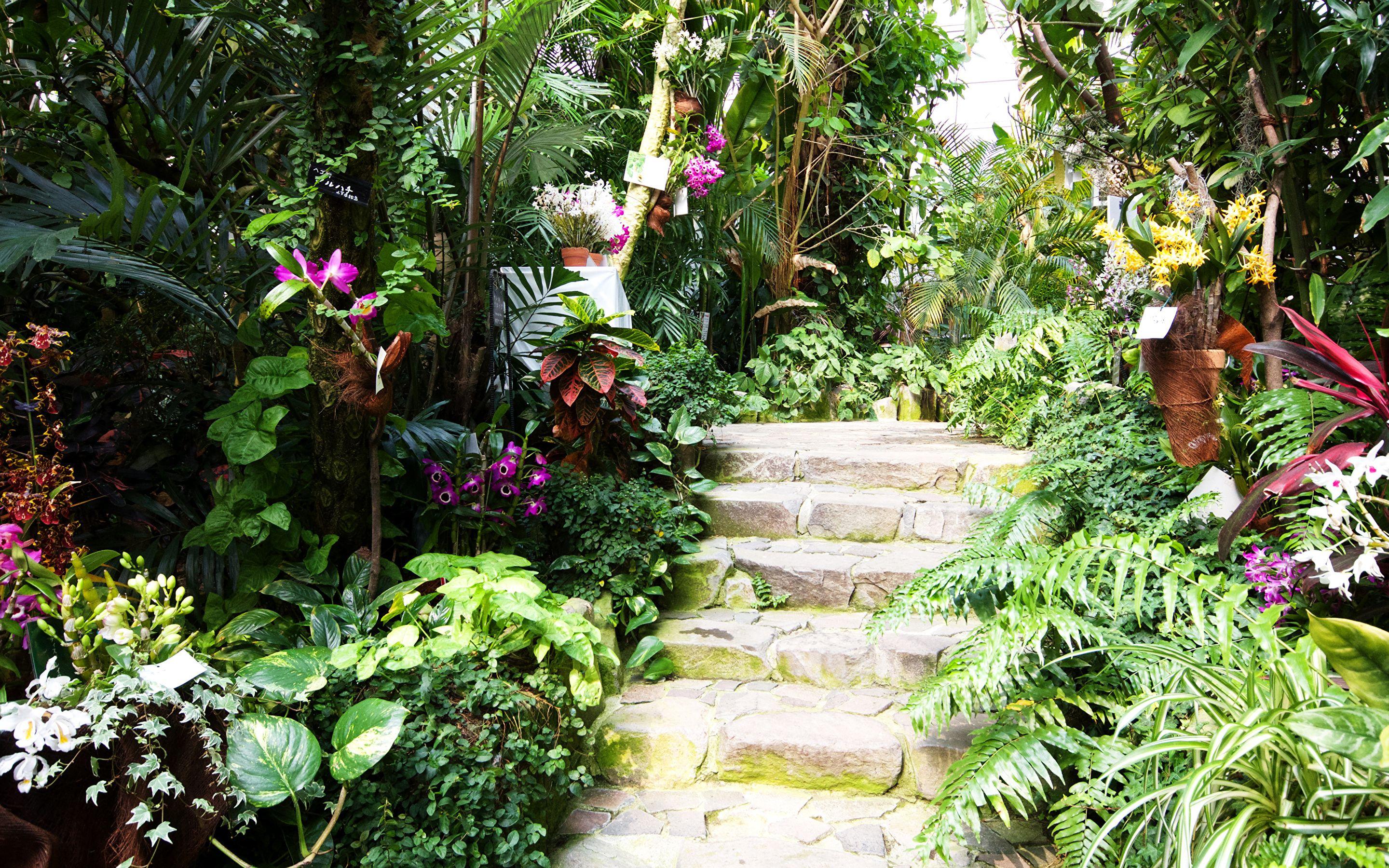 Orchid Nature Wallpapers - Top Free Orchid Nature Backgrounds ...