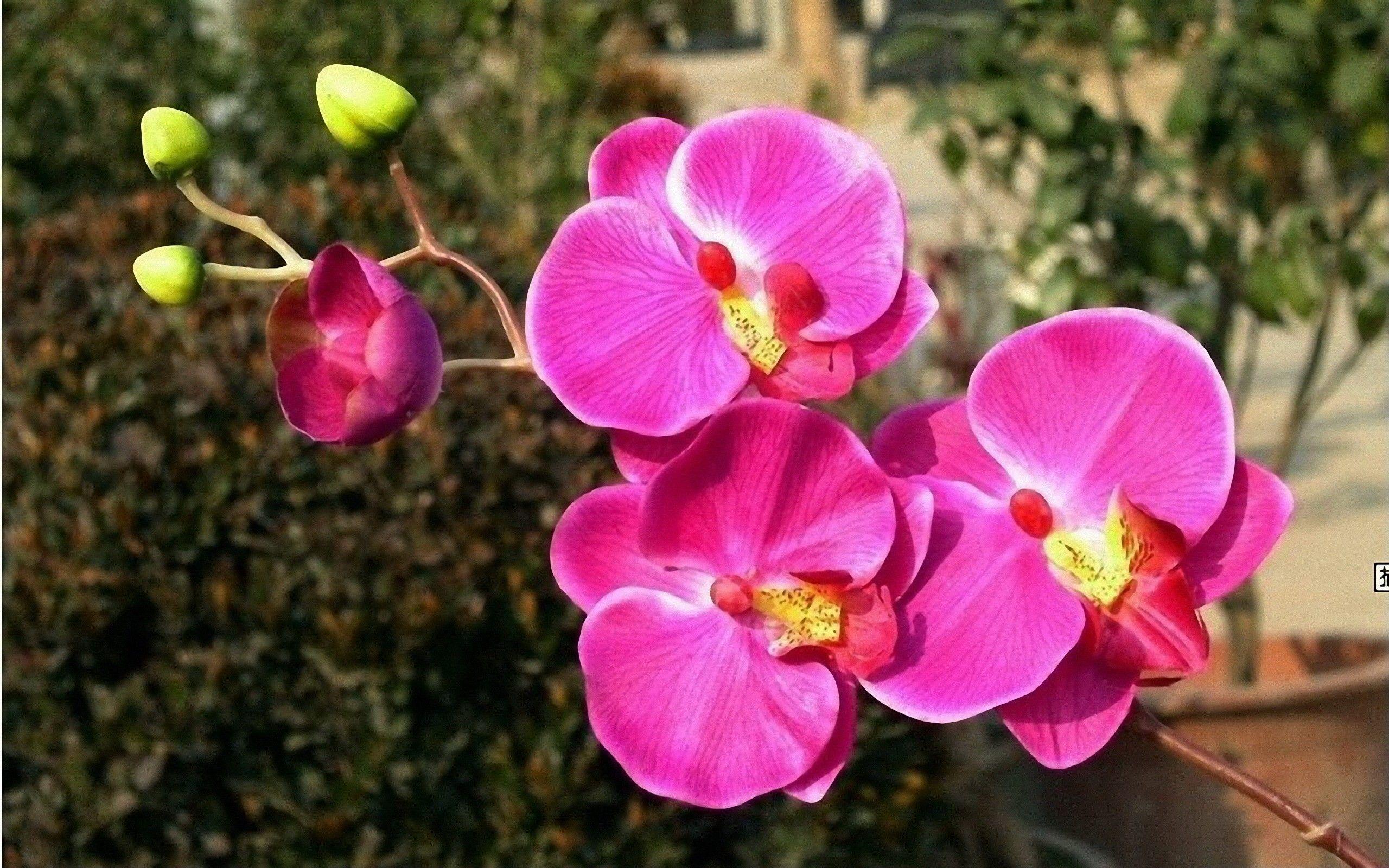 Orchid Nature Wallpapers - Top Free Orchid Nature Backgrounds ...
