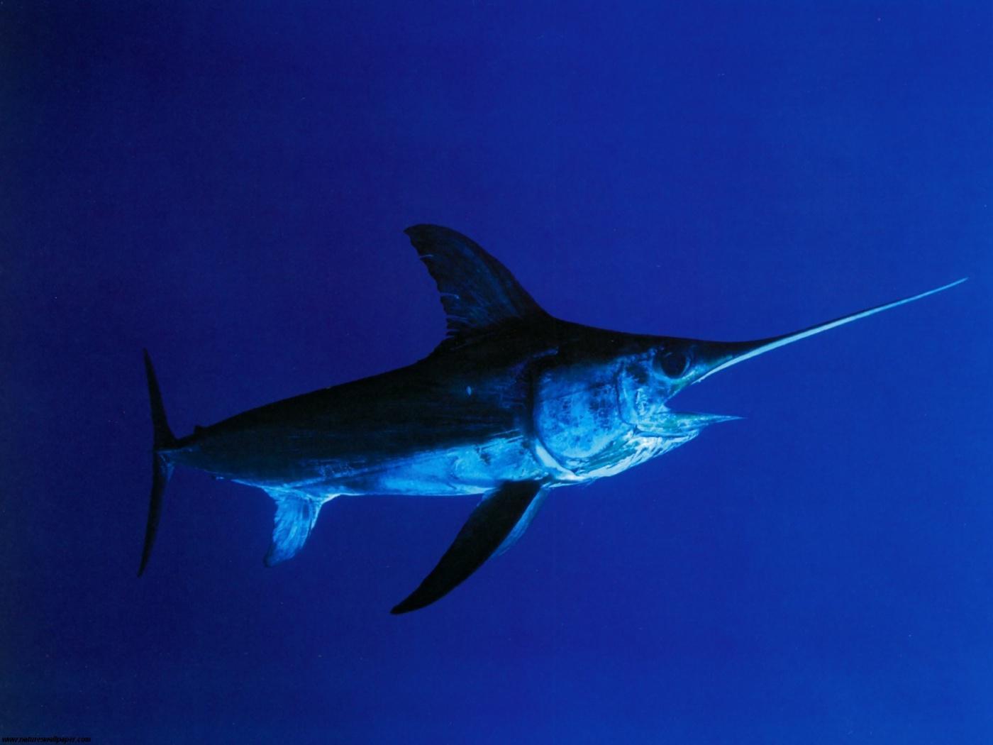 Swordfish Wallpapers - Top Free Swordfish Backgrounds - WallpaperAccess