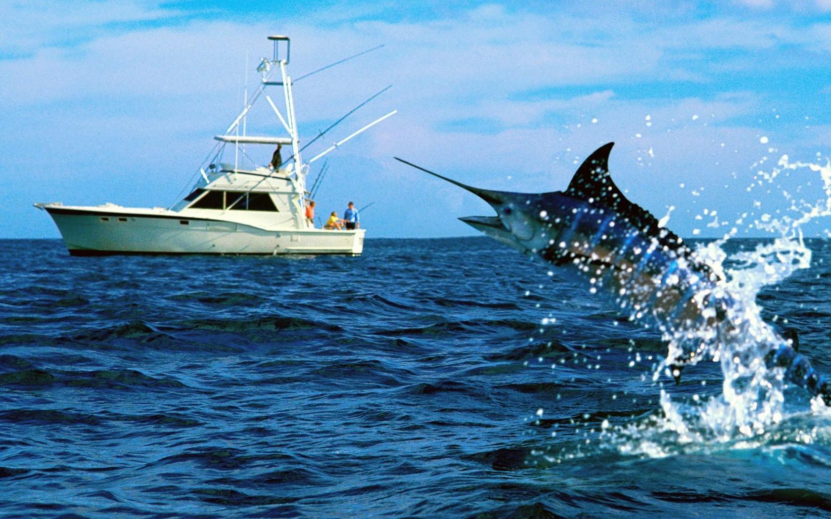 Swordfish Wallpapers - Top Free Swordfish Backgrounds - WallpaperAccess