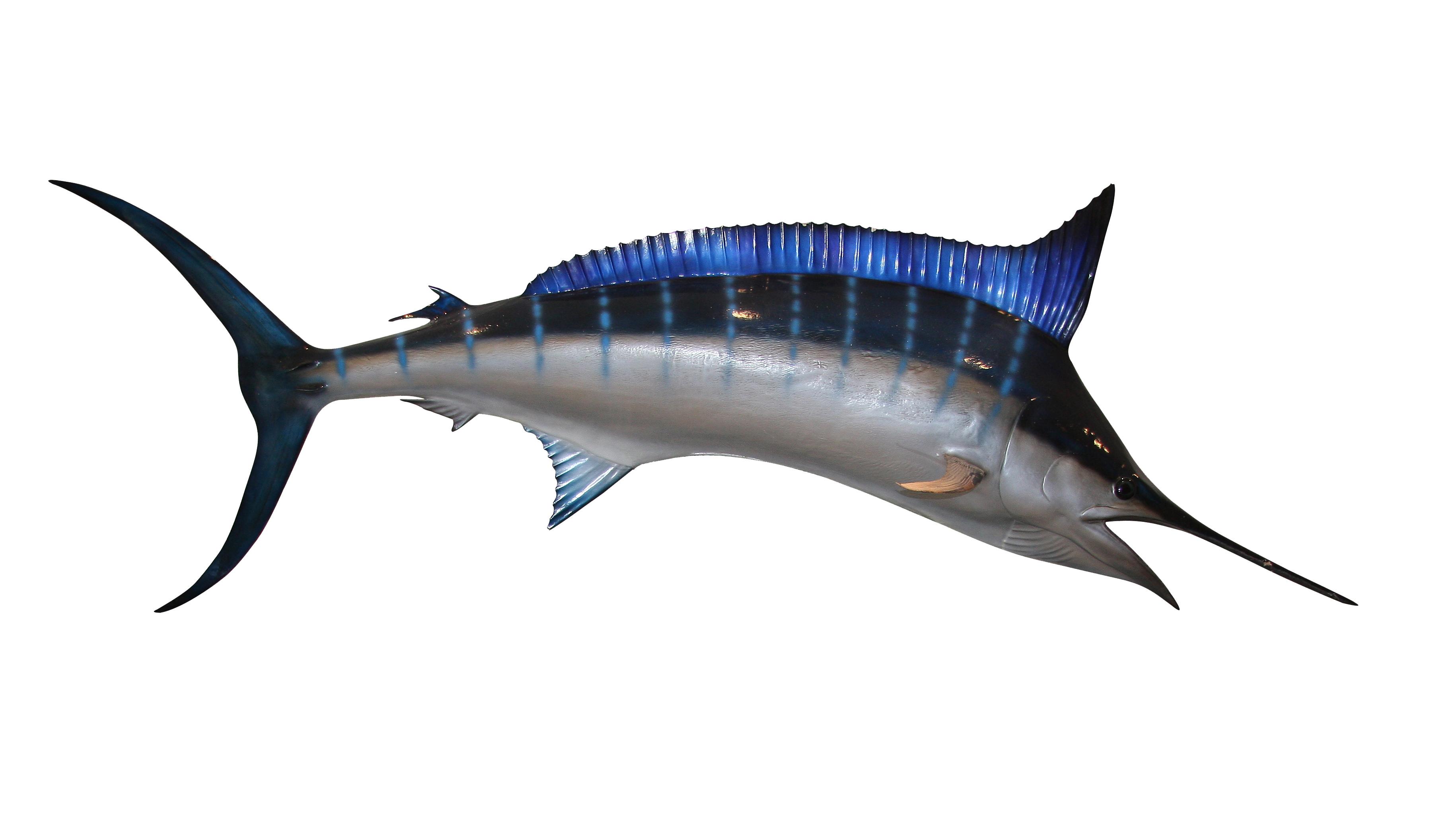 Swordfish Wallpapers - Top Free Swordfish Backgrounds - WallpaperAccess