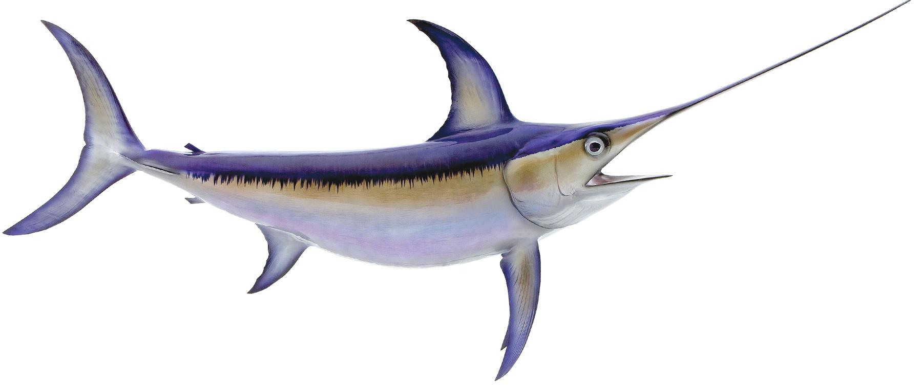 Swordfish Wallpapers - Top Free Swordfish Backgrounds - WallpaperAccess
