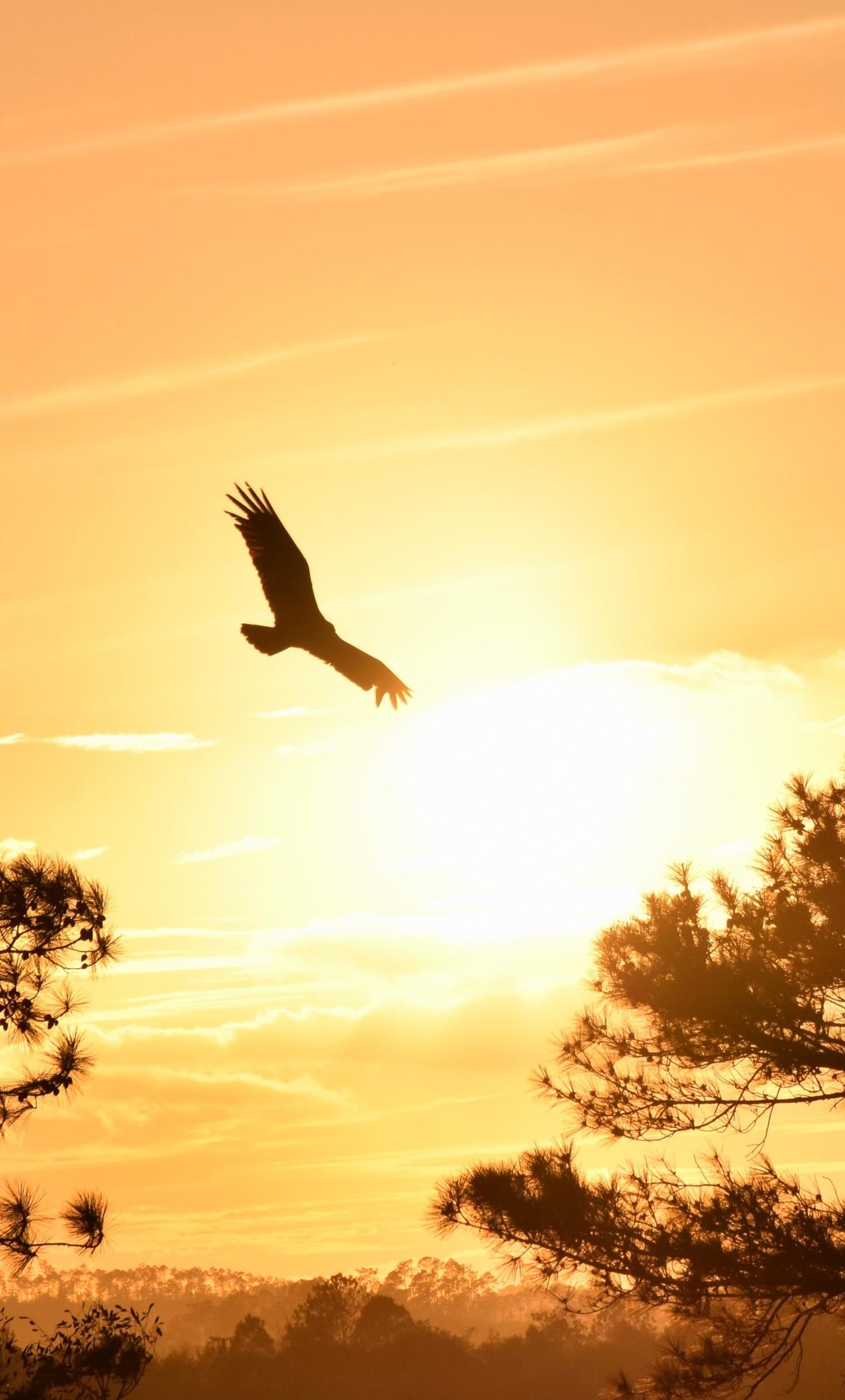Eagle Sunset Wallpapers - Top Free Eagle Sunset Backgrounds ...