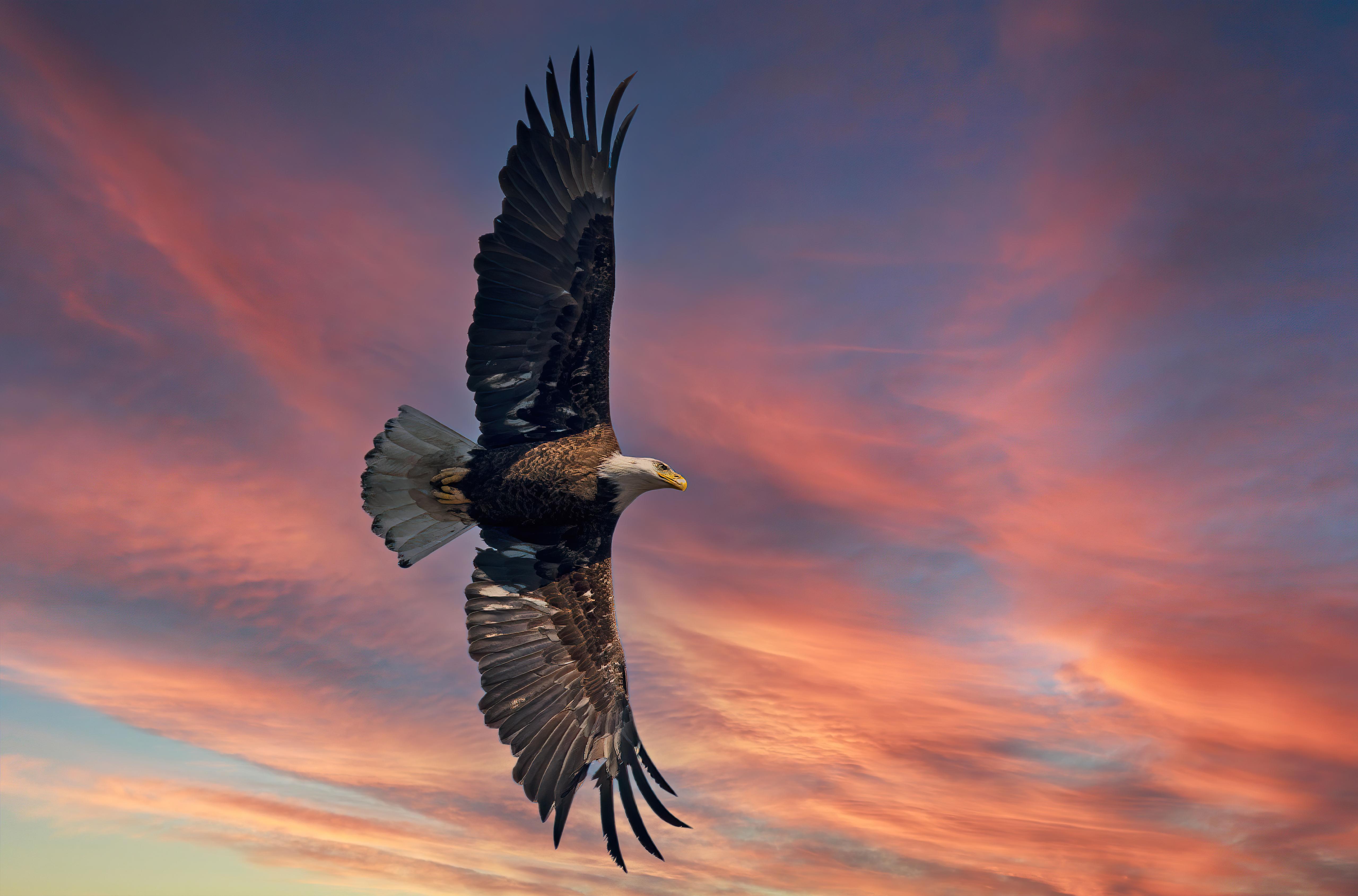 Eagle Sunset Wallpapers - Top Free Eagle Sunset Backgrounds ...