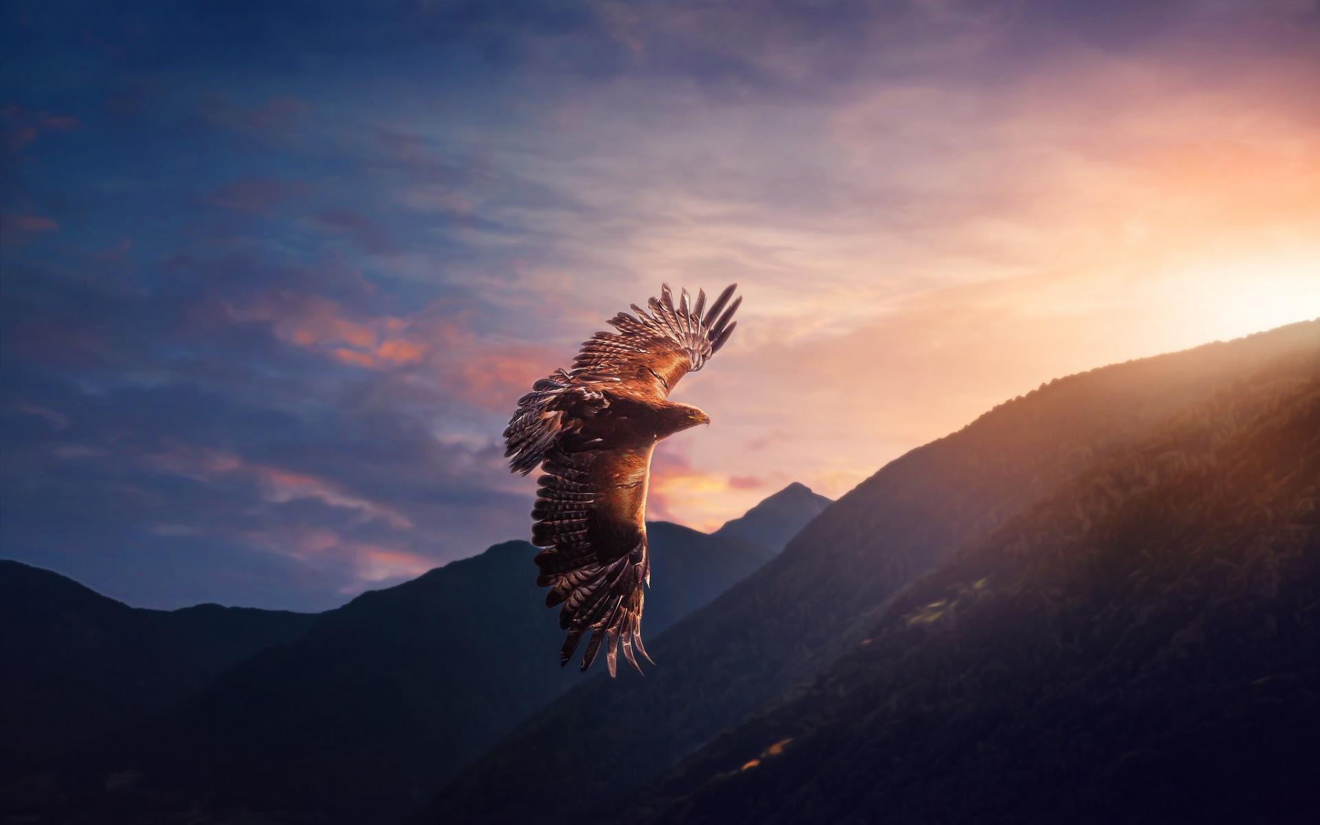 Eagle Sunset Wallpapers - Top Free Eagle Sunset Backgrounds ...