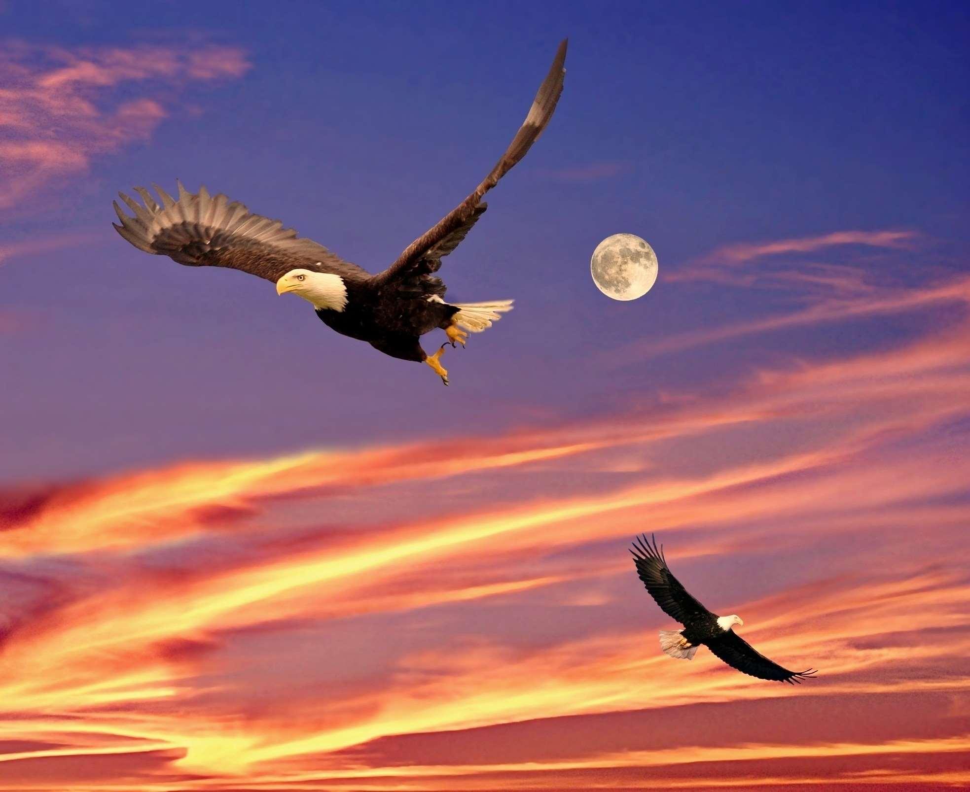 Eagle Sunset Wallpapers - Top Free Eagle Sunset Backgrounds ...