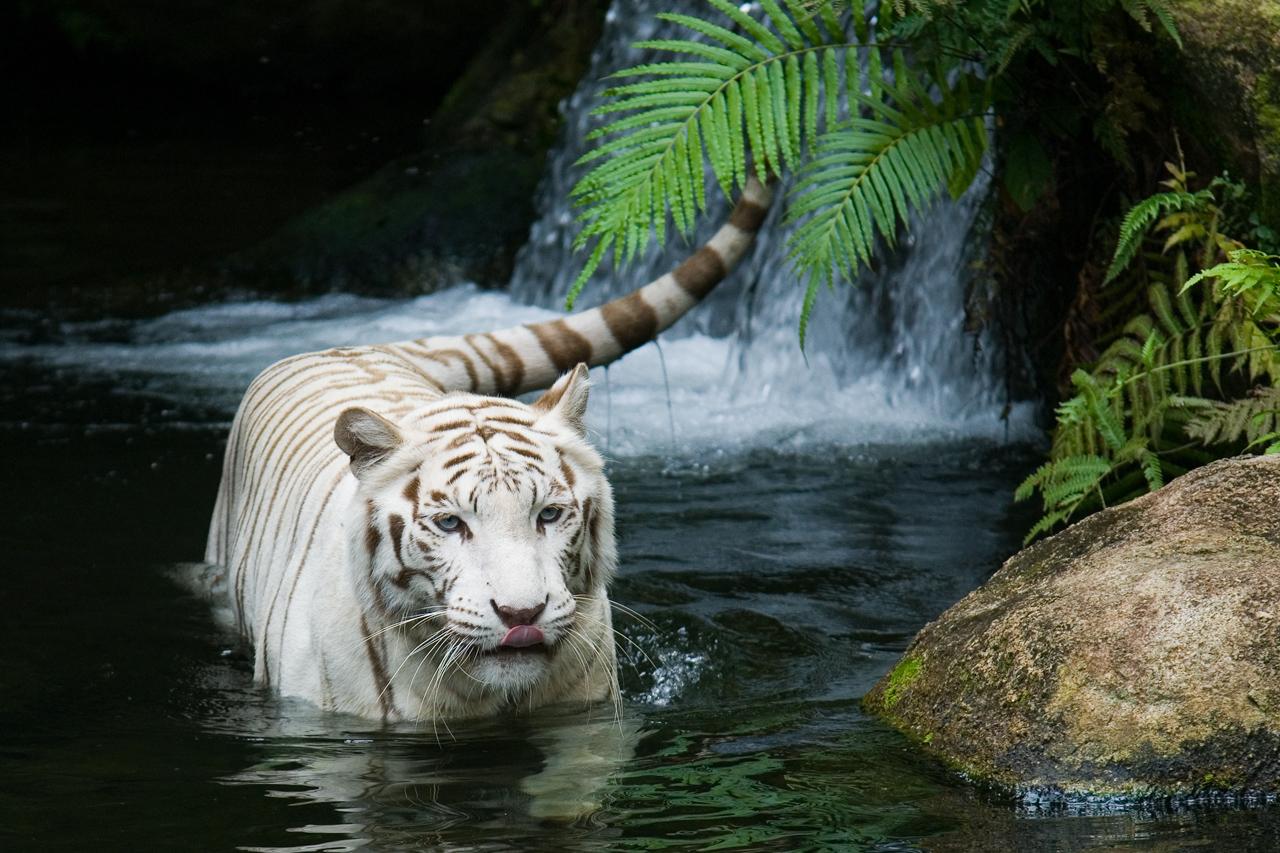 Nature With Animals Wallpapers - Top Free Nature With Animals ...