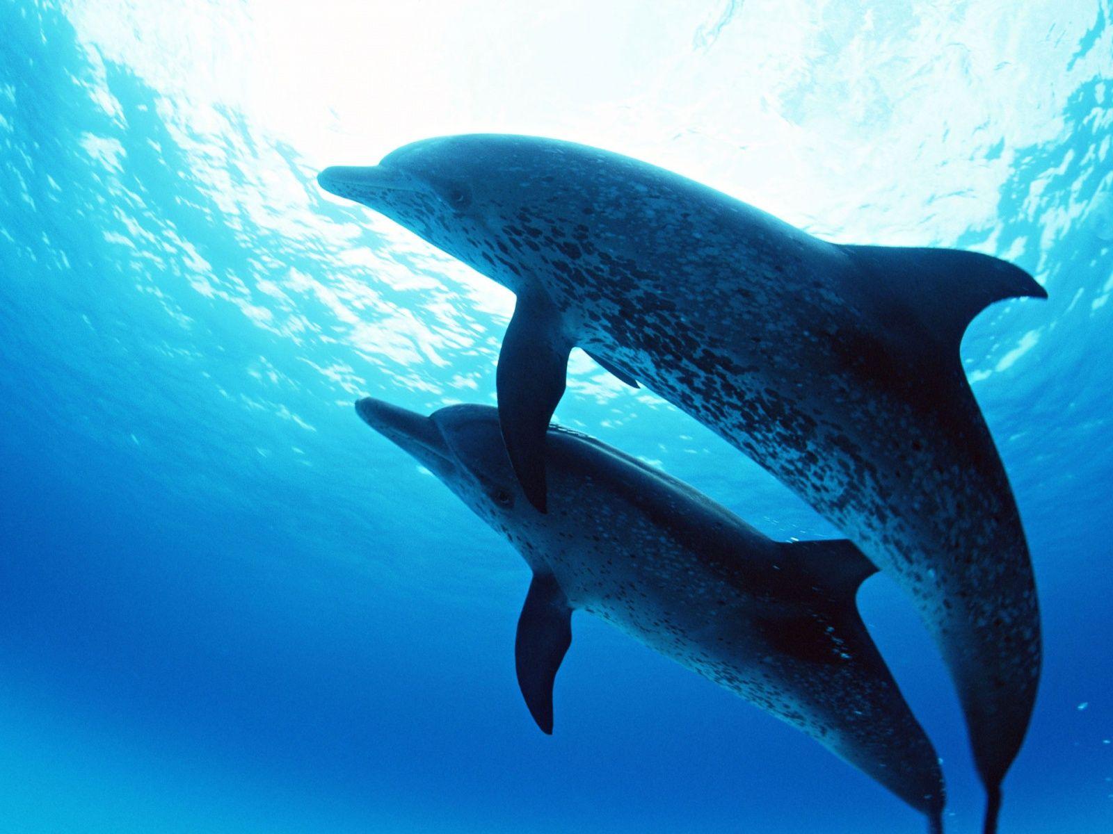 Sea Animal PC Wallpapers - Top Free Sea Animal PC Backgrounds ...