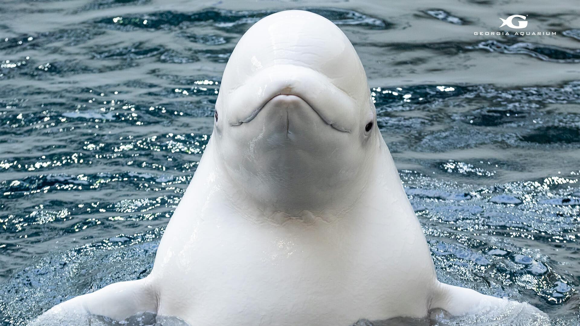 Sea Animal PC Wallpapers - Top Free Sea Animal PC Backgrounds ...