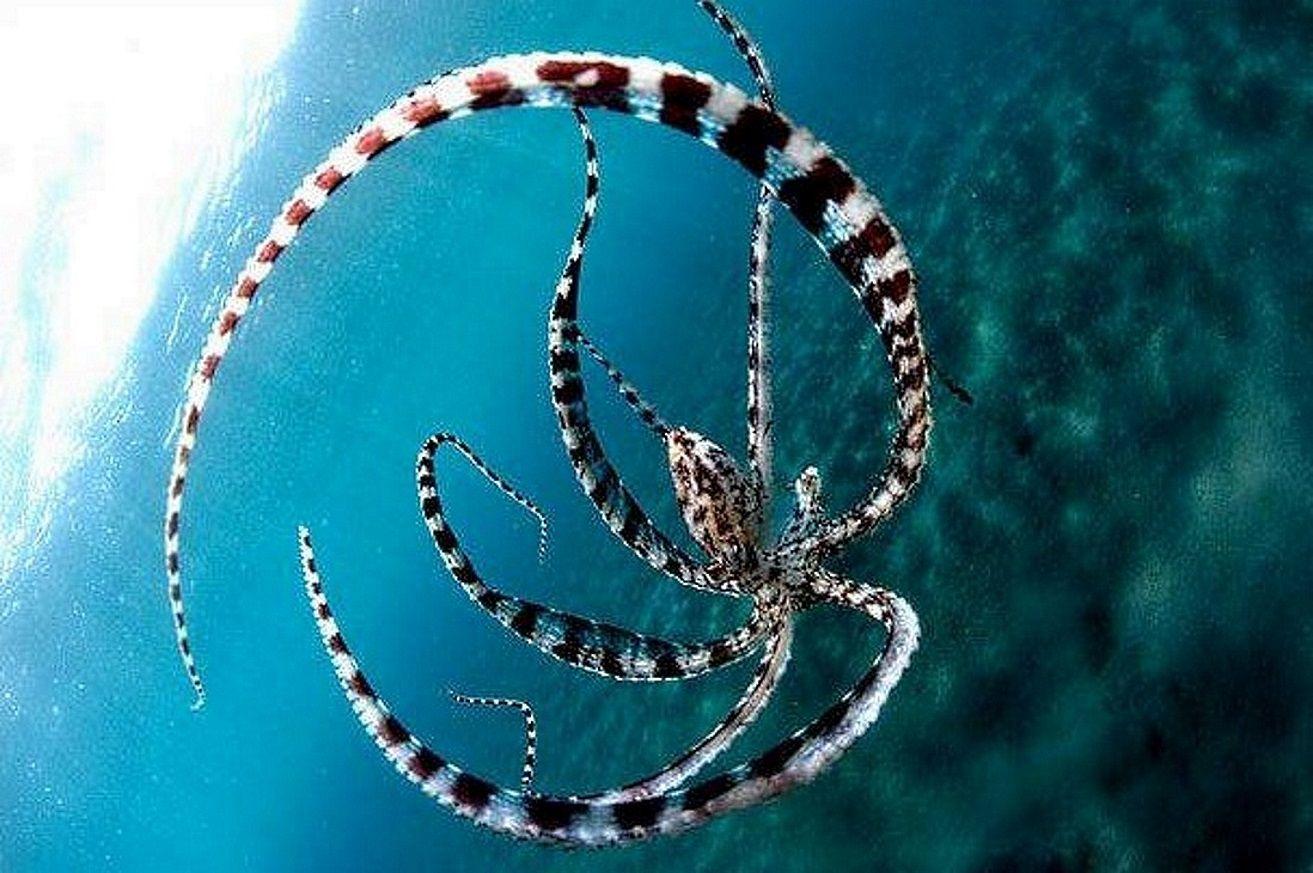 Sea Animal PC Wallpapers - Top Free Sea Animal PC Backgrounds ...