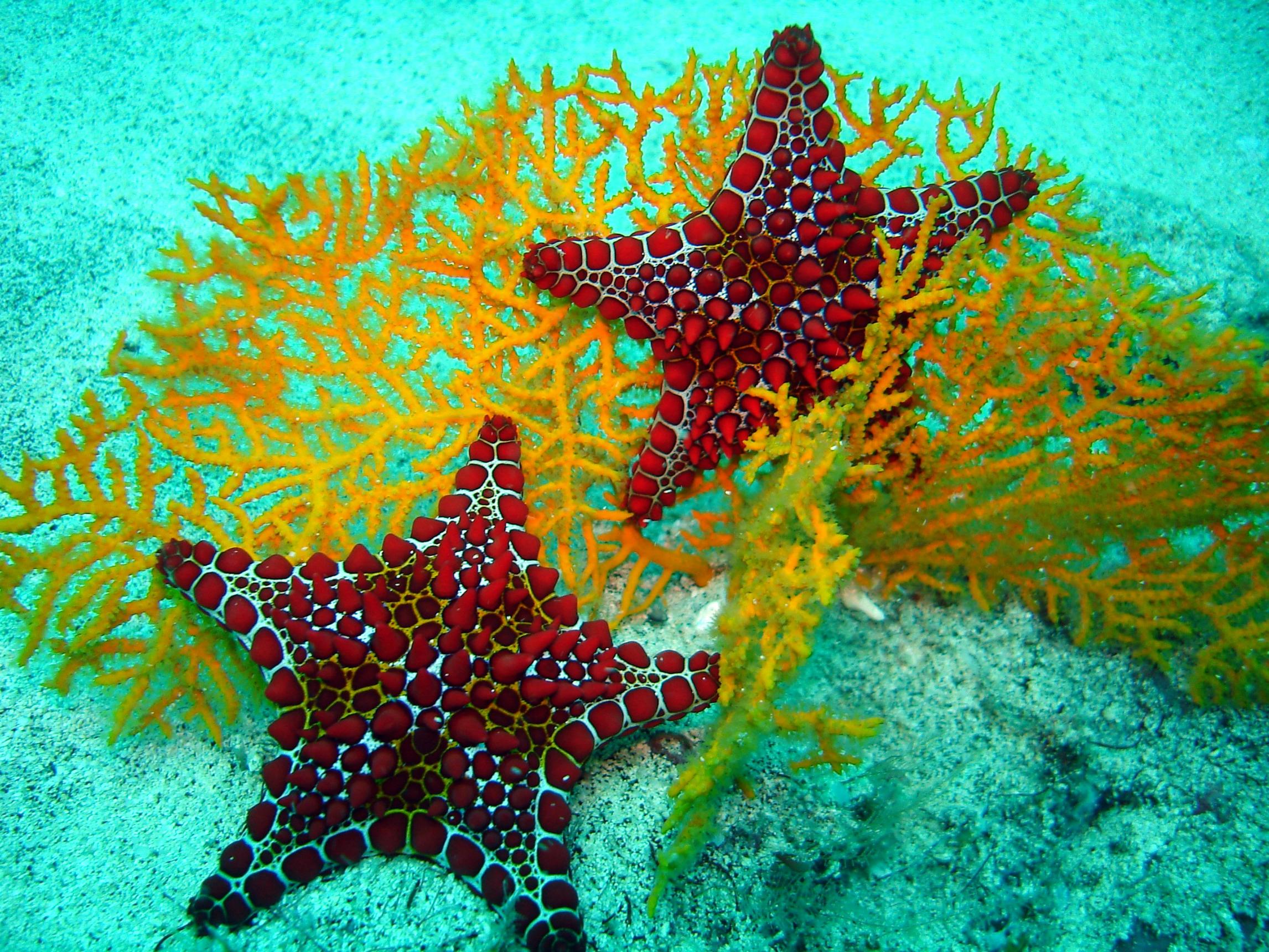 Sea Animal PC Wallpapers - Top Free Sea Animal PC Backgrounds ...
