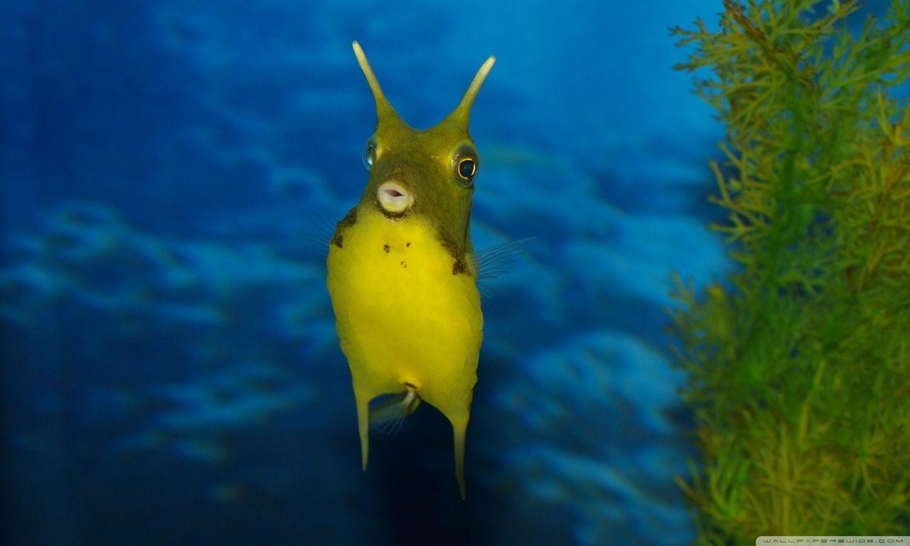 Sea Animal PC Wallpapers - Top Free Sea Animal PC Backgrounds ...