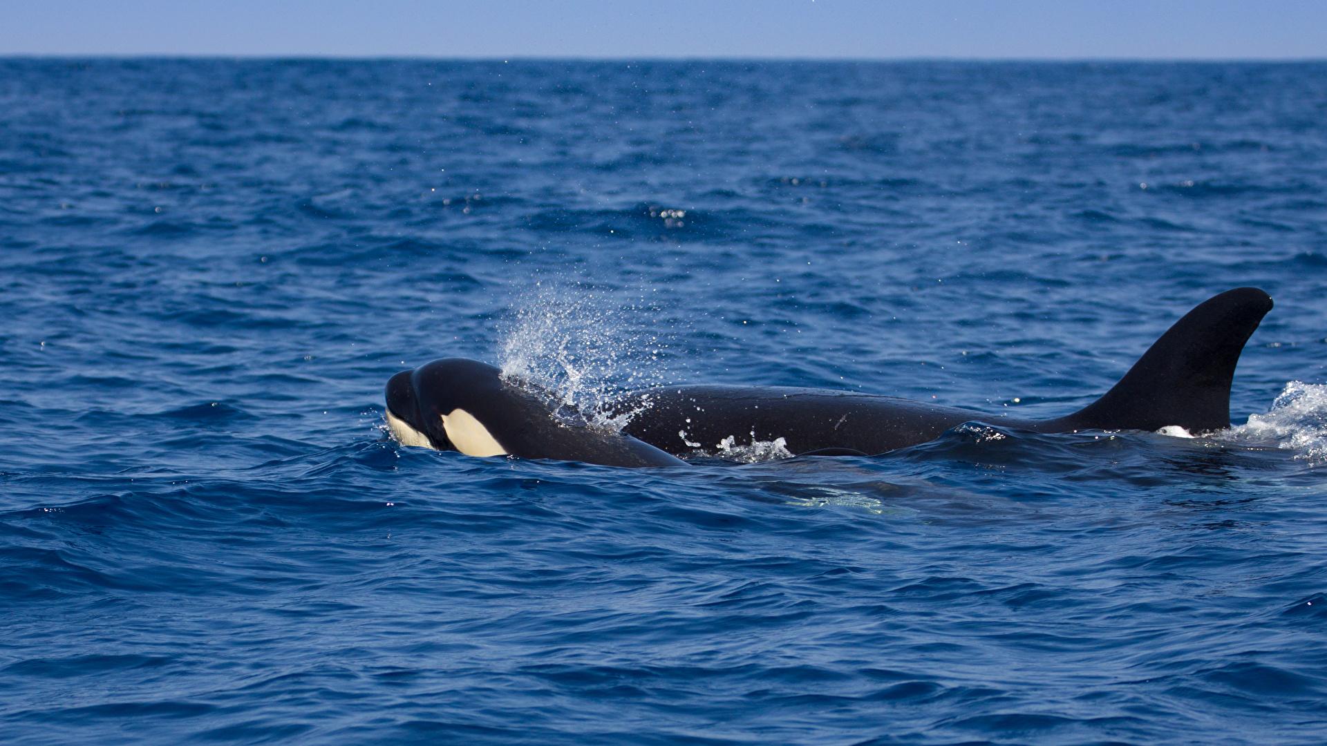 Sea Animal PC Wallpapers - Top Free Sea Animal PC Backgrounds ...